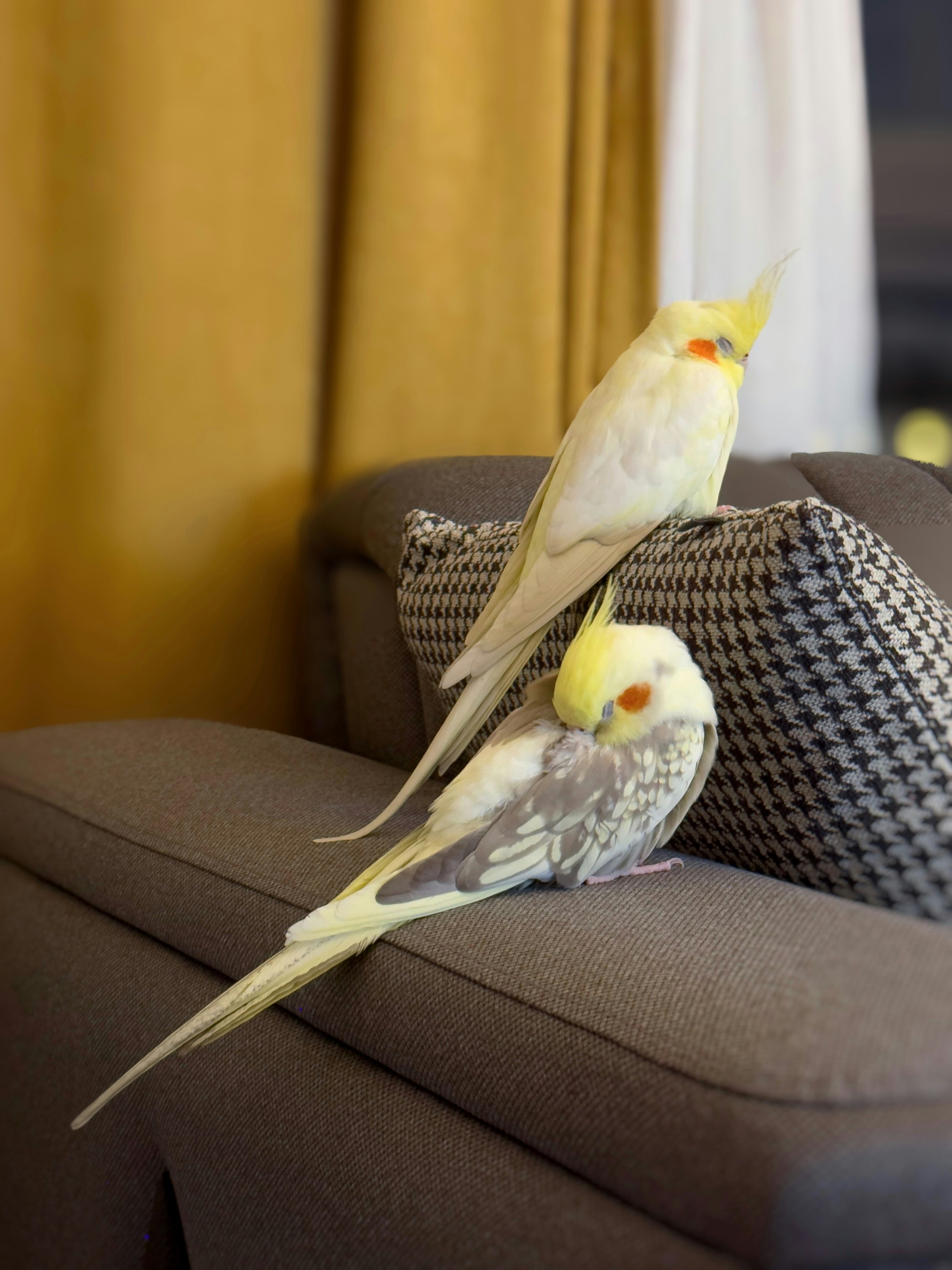 Velvet Couch Duo: A Quiet Portrait of Two Cockatiels