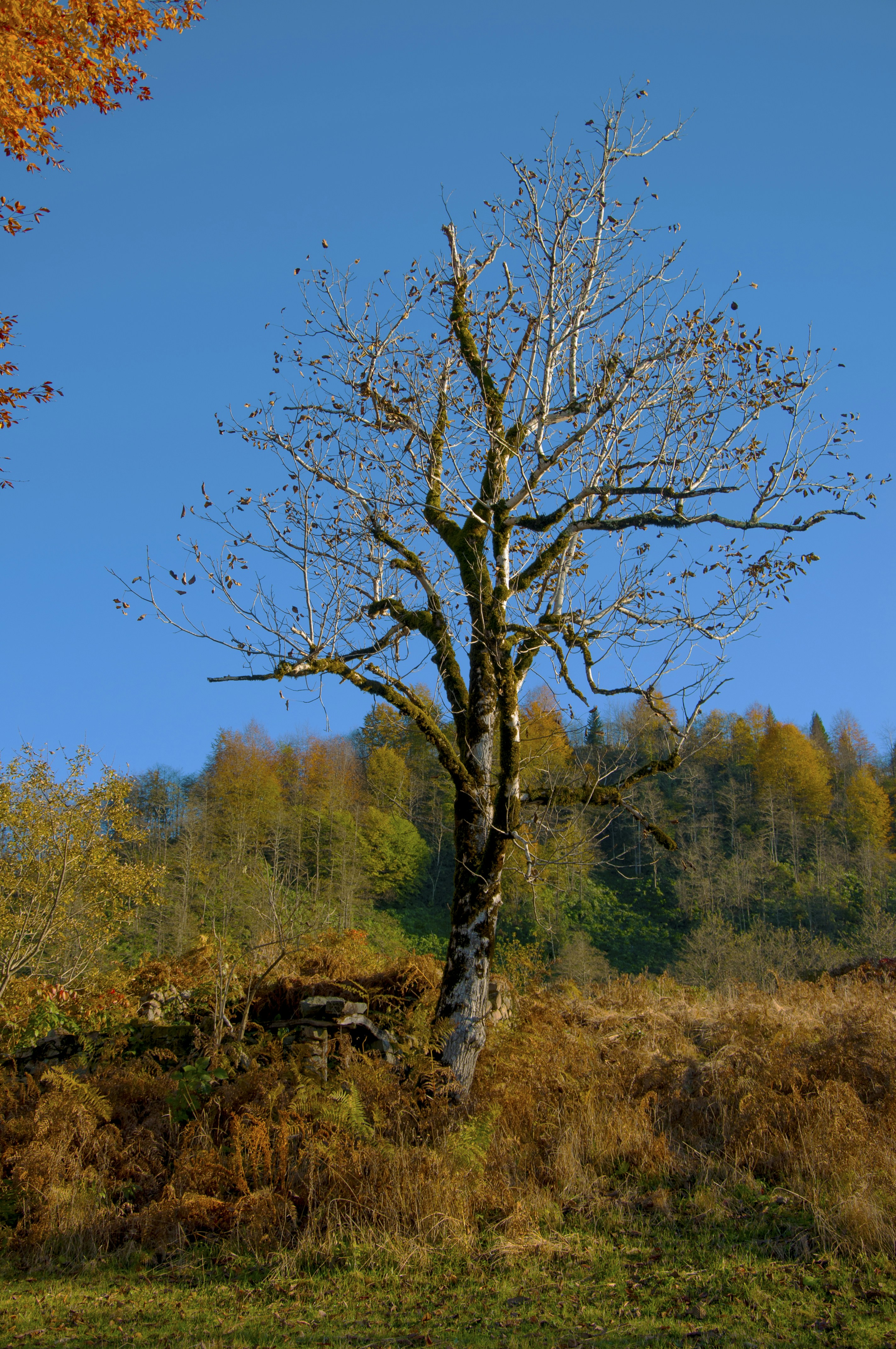 Solitary Arboreal Sentinel Against a Bright Autumn Sky