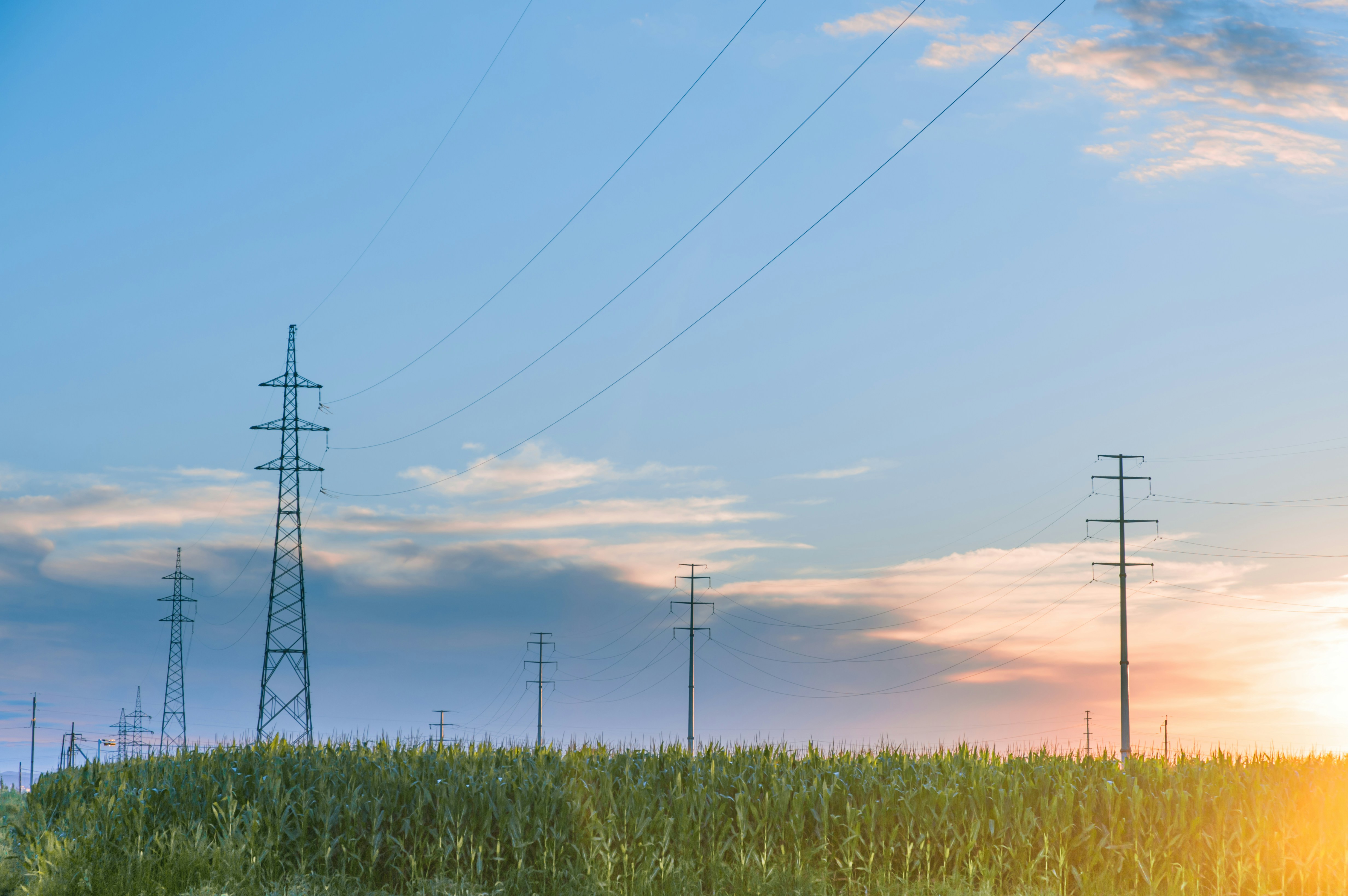 A field of corn with power lines in the background photo – Free Cable ...