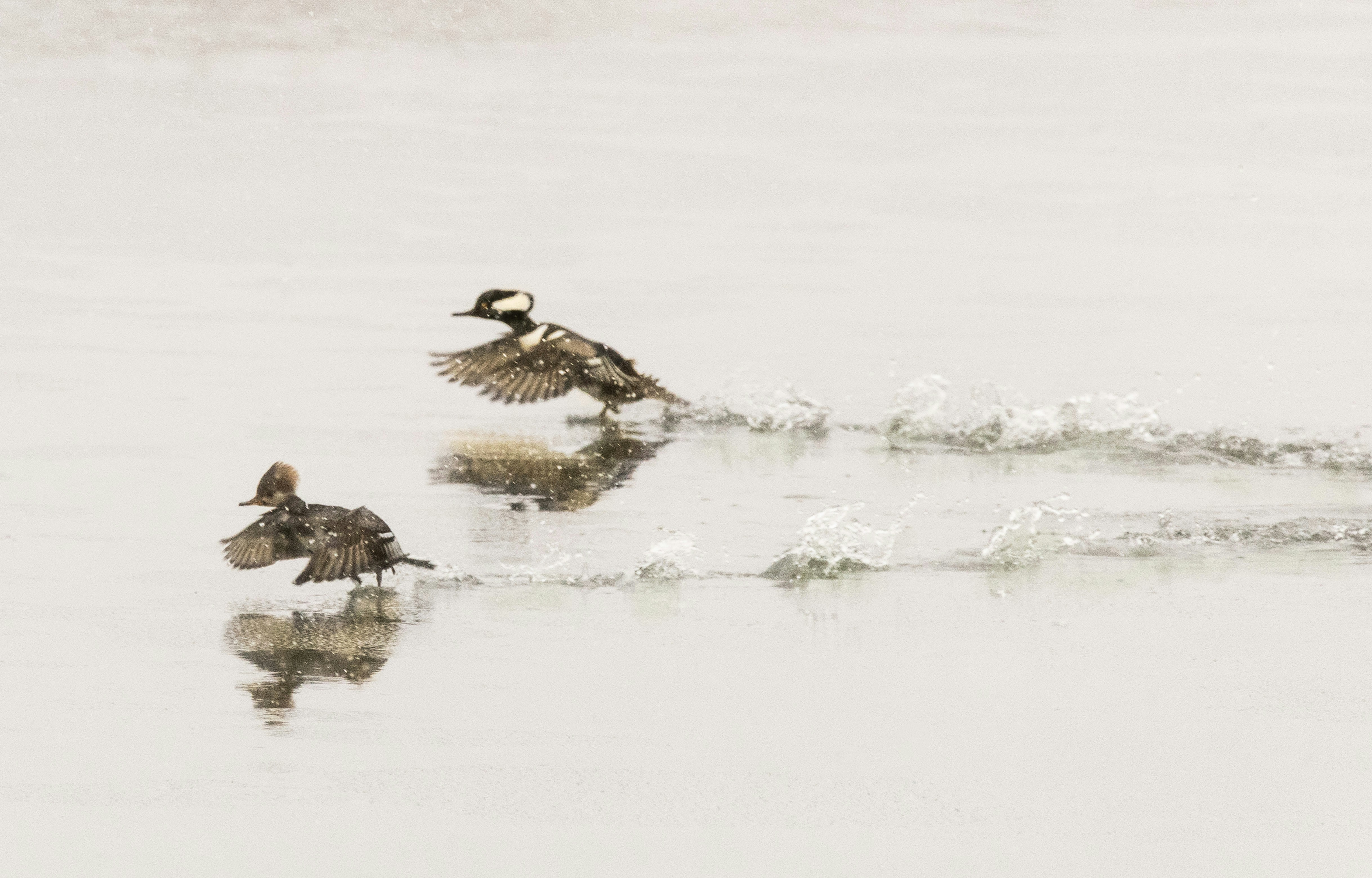 Un par de patos que están en el agua foto – Imagen de Municipio de ...