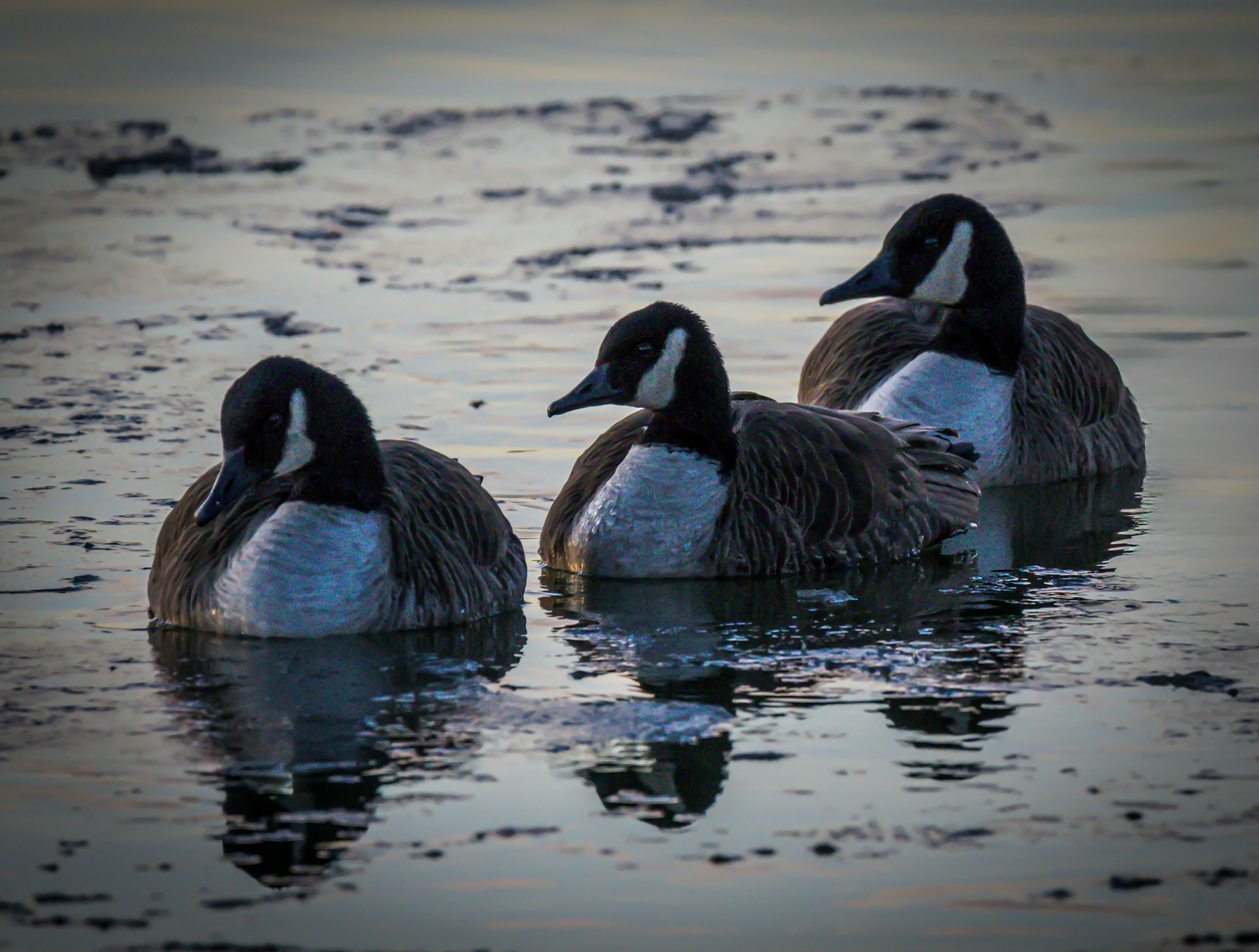 A group of ducks floating on top of a body of water photo – Free Little ...