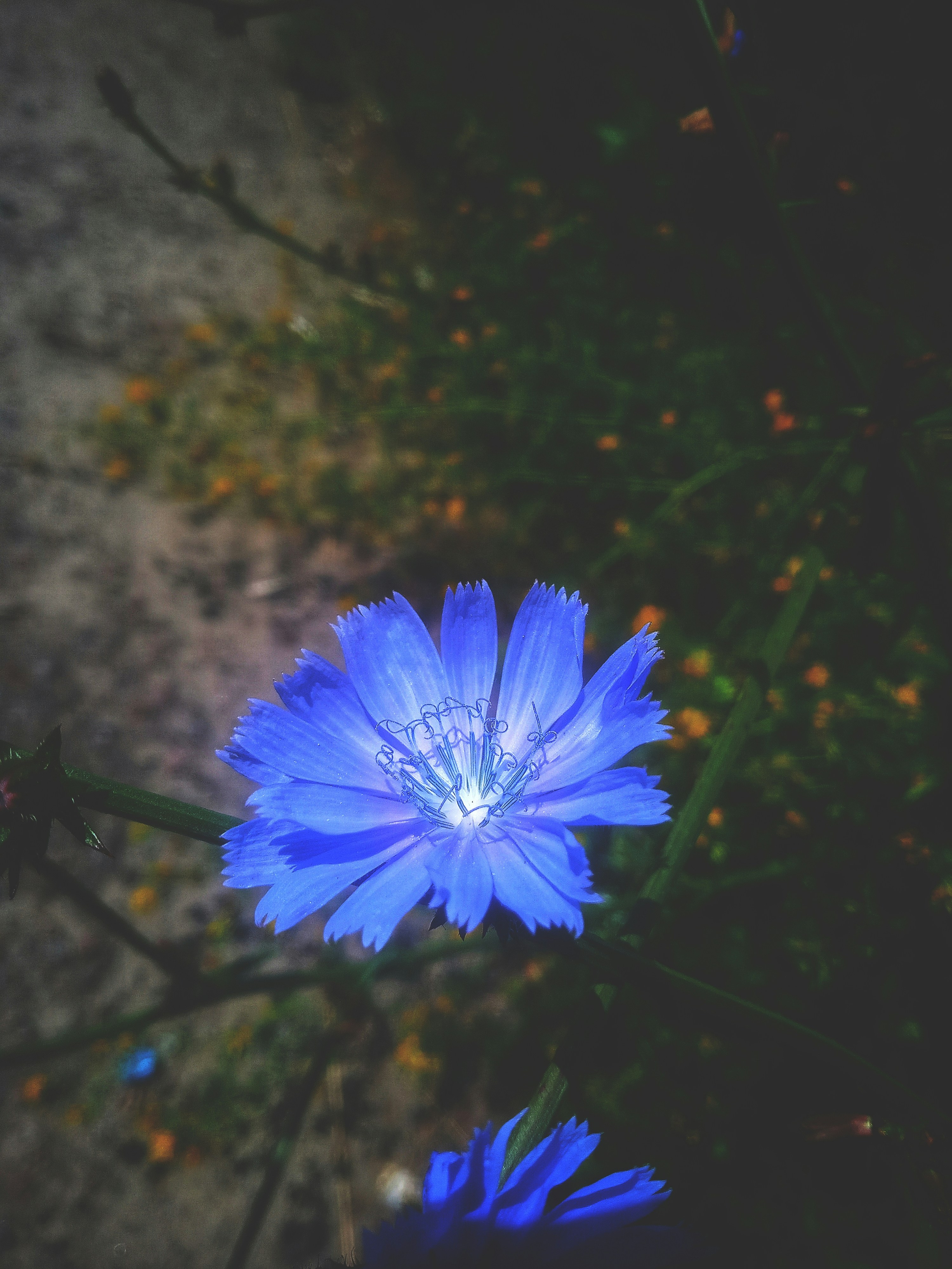 Bright blue flower standing out against a dim, textured background with scattered orange specks; a close-up capturing delicate petal details and central stamen. Note: still image, color-contrast emphasis.