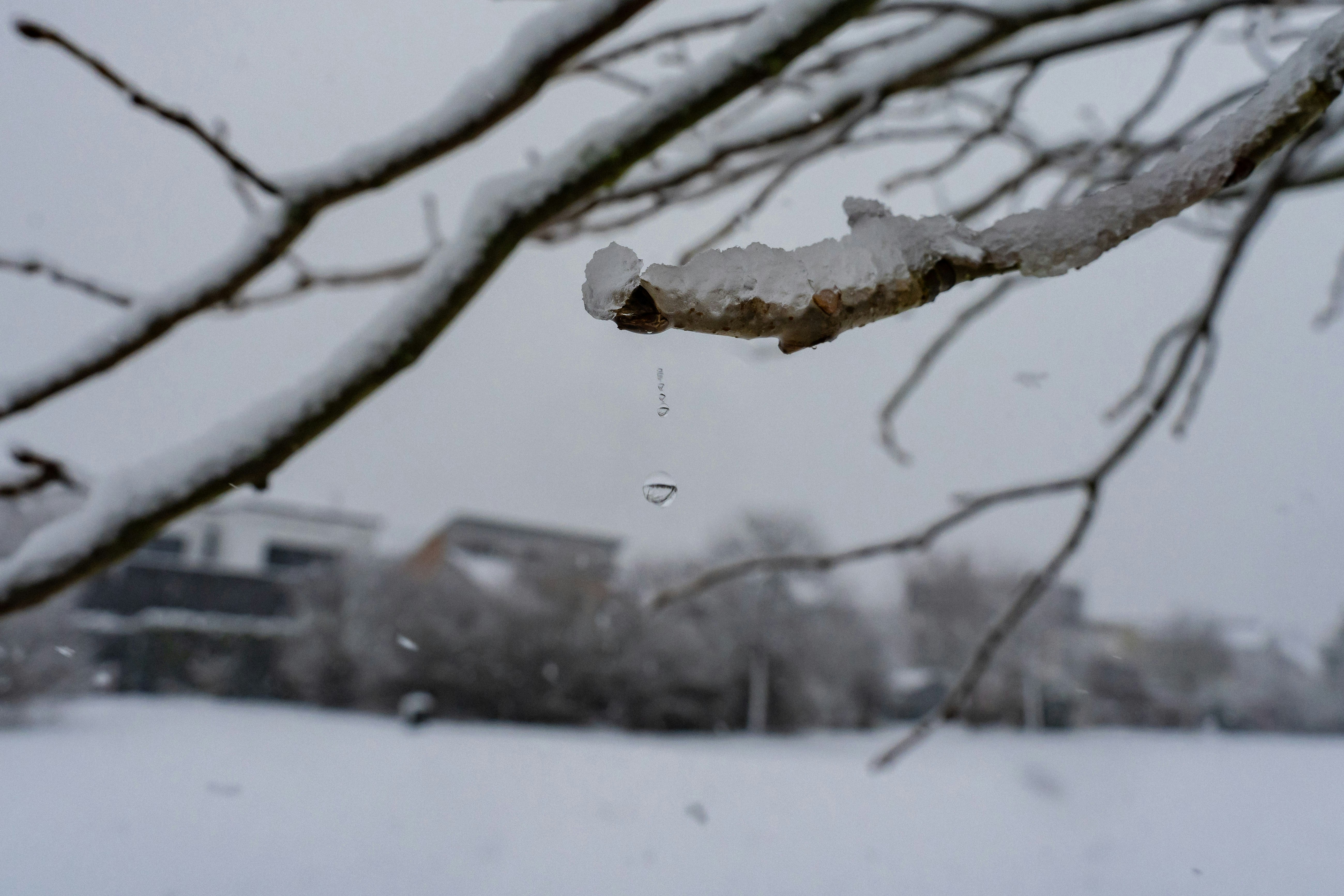 A Snow-Dusted Branch Holds a Delicate Droplet