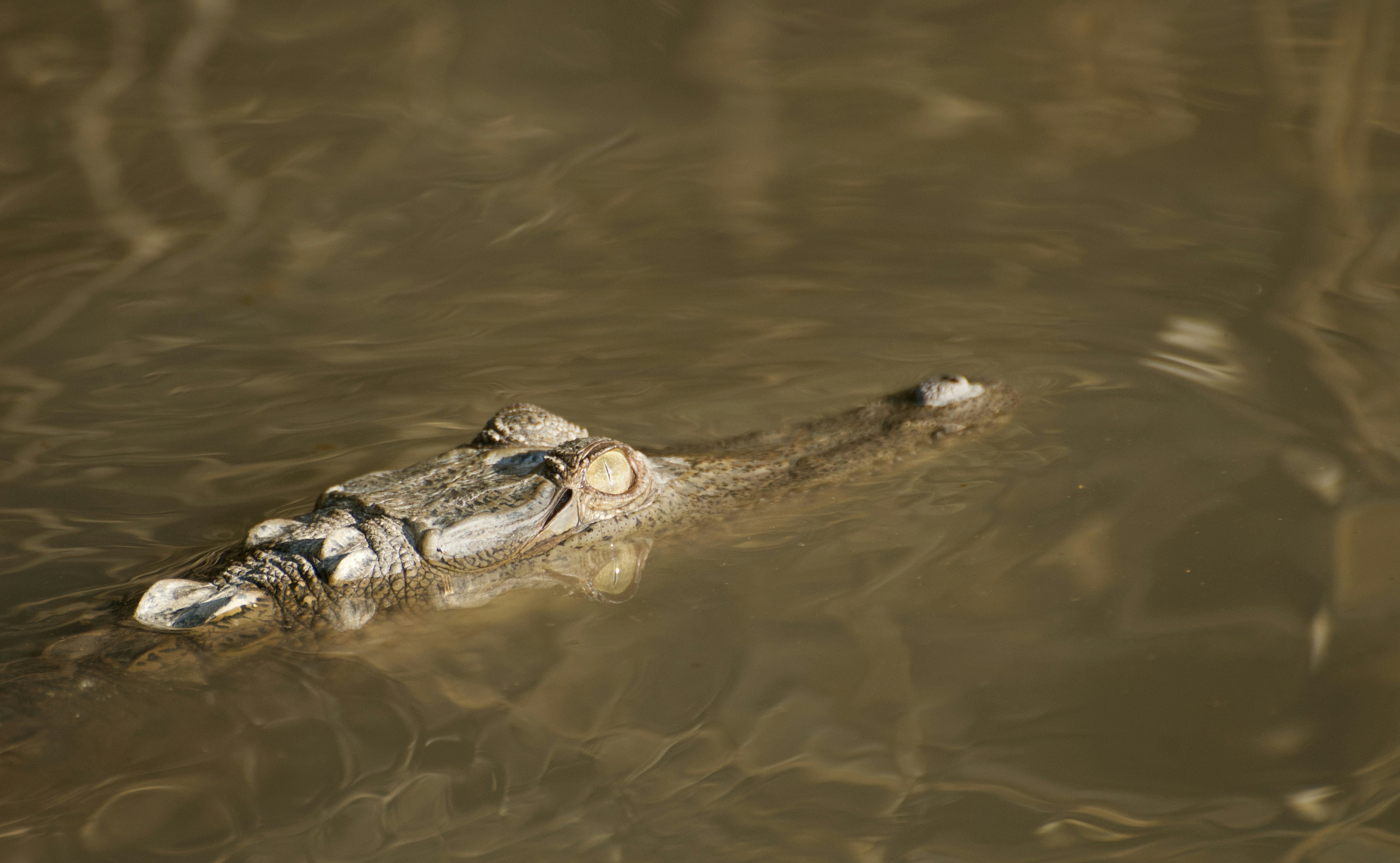The head of a partially submerged swimming young crocodile
