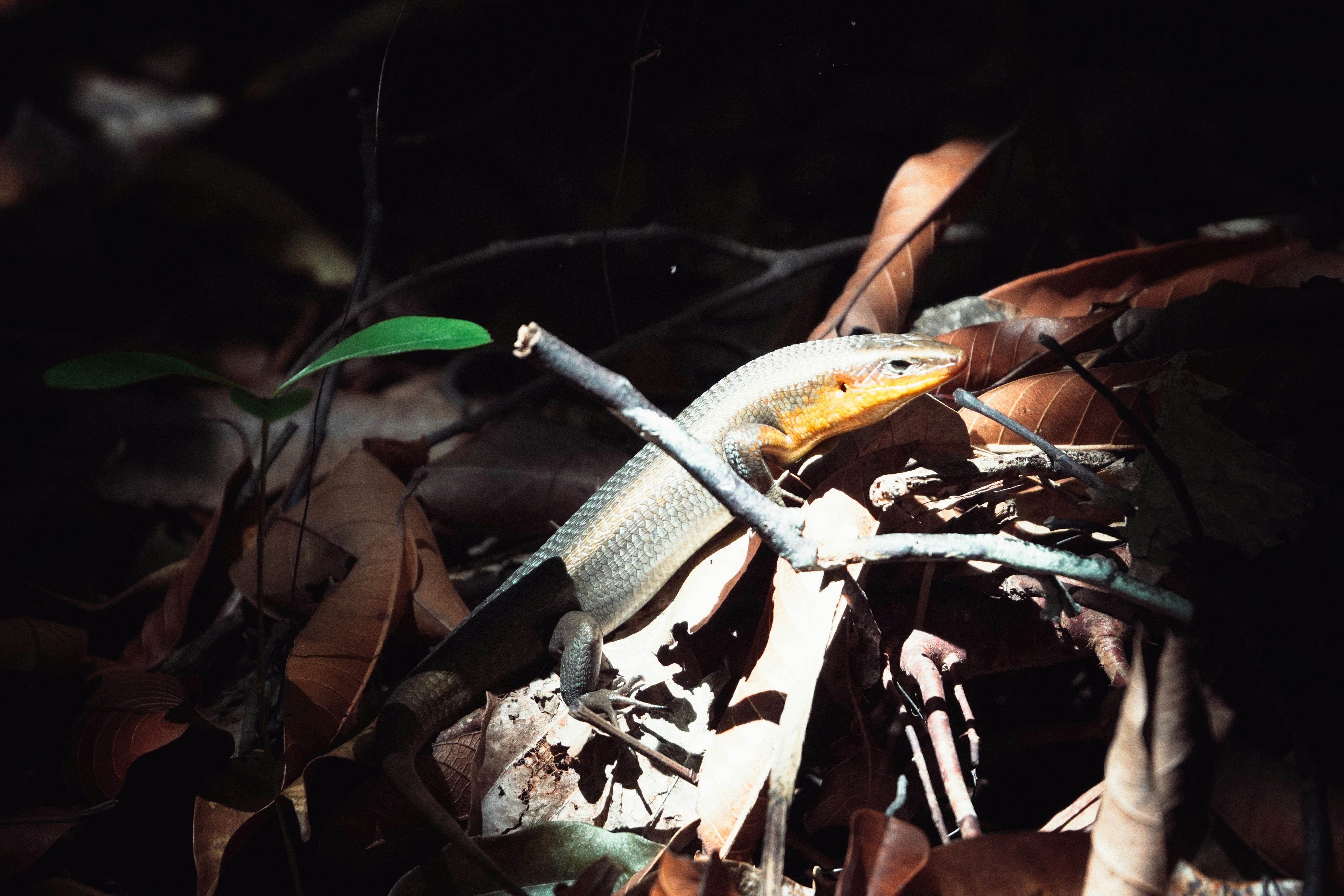 Ember-Head Skink in a Quiet Leaf-Litter Corridor