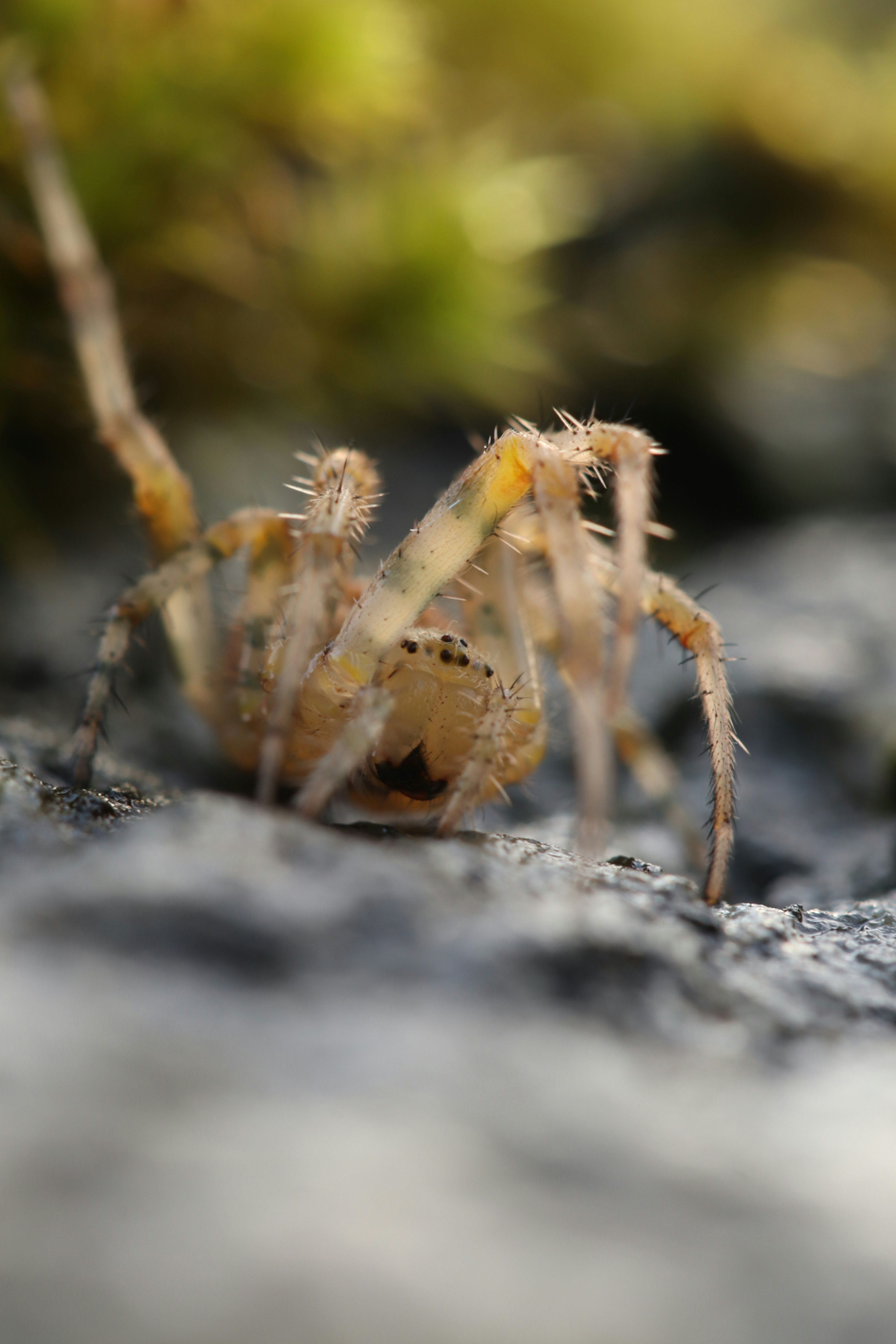 Hairy-legged Hunter on a Rock: A Macro Moment in Blurred Green