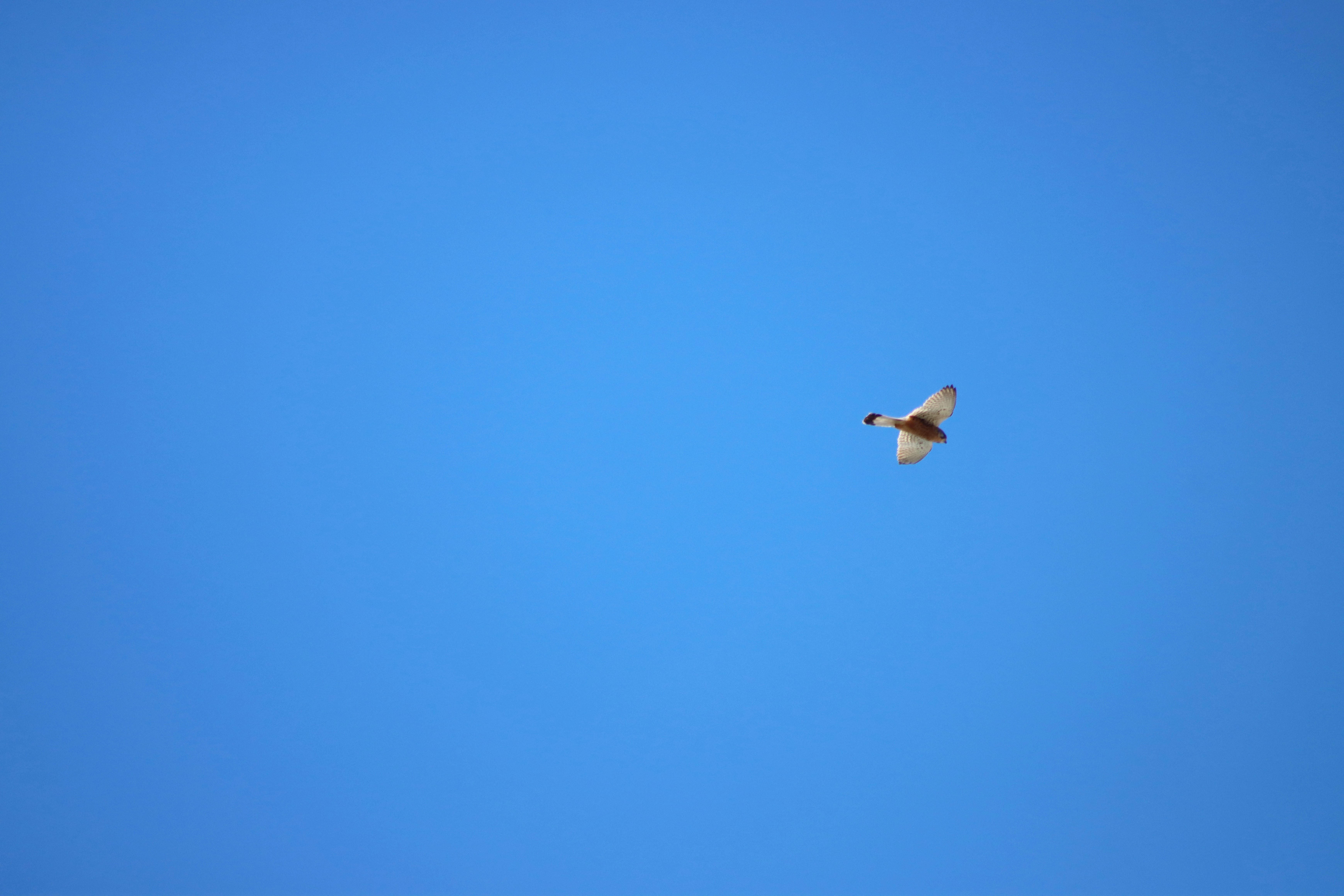 A bird flying high up in the sky photo – Free Ave de vida silvestre ...