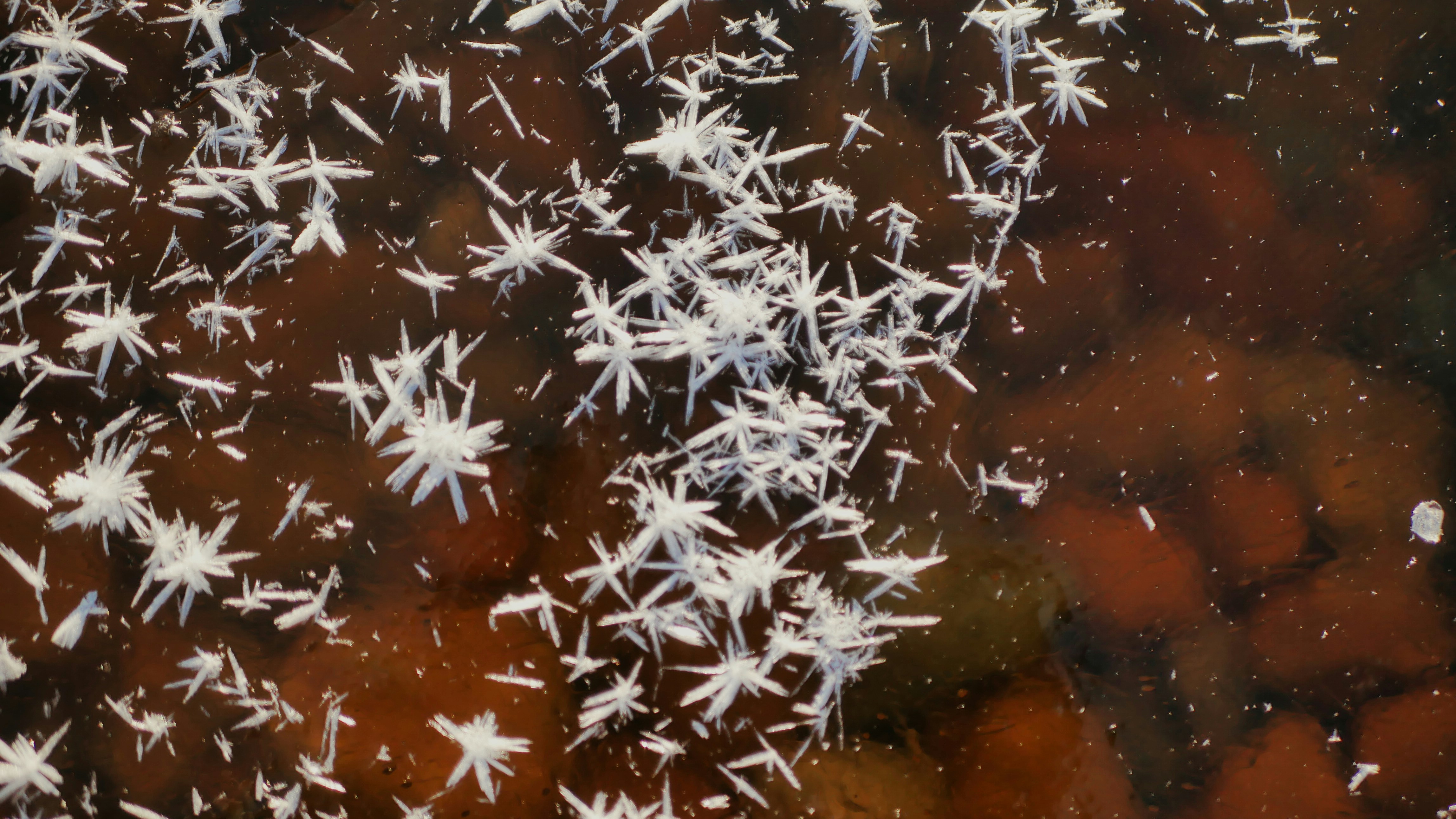 A bunch of snow flakes that are on the ground photo – Free Nature Image ...