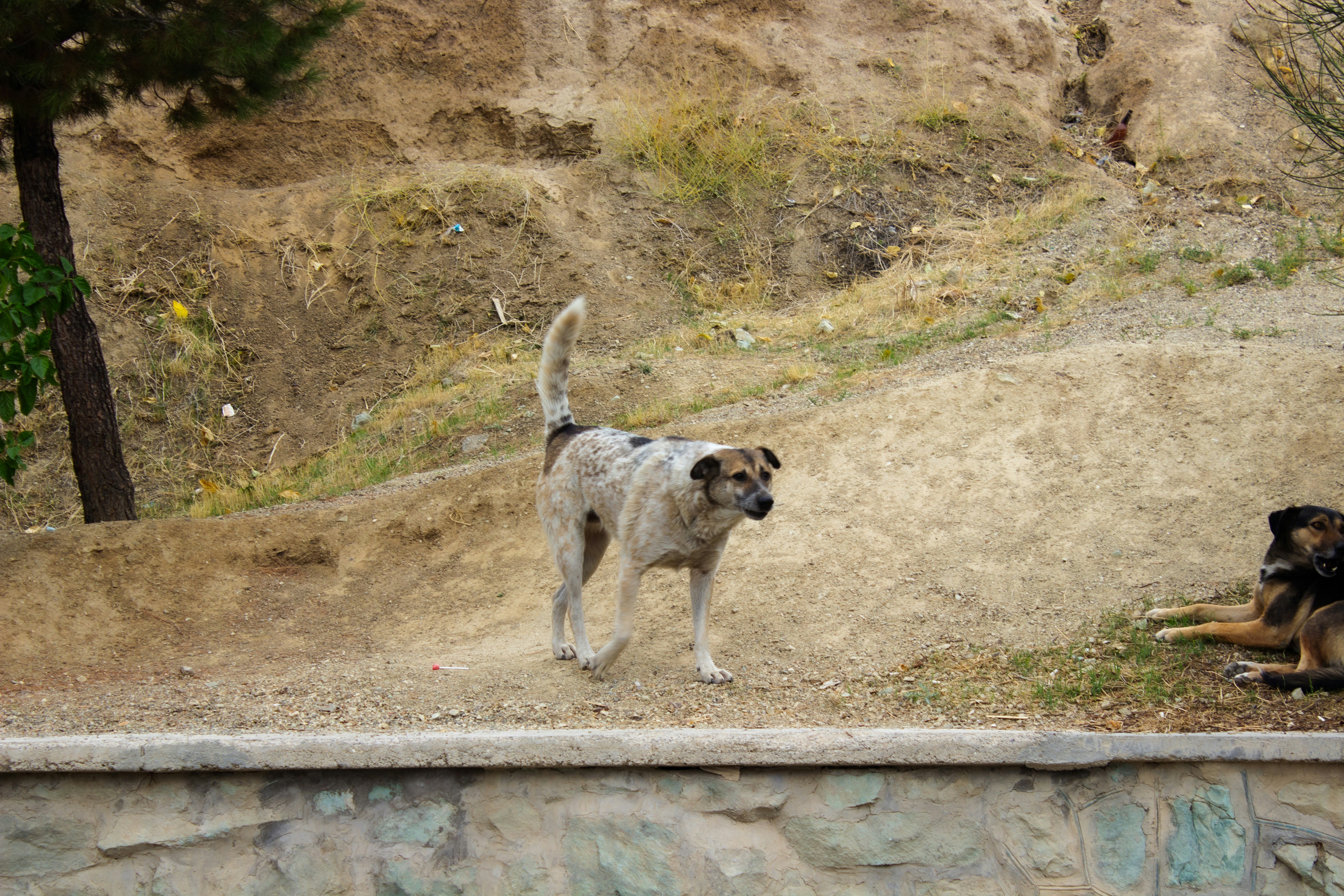 Midday Standstill by the Wall: A tan-and-black mixed-breed surveys a dusty trail