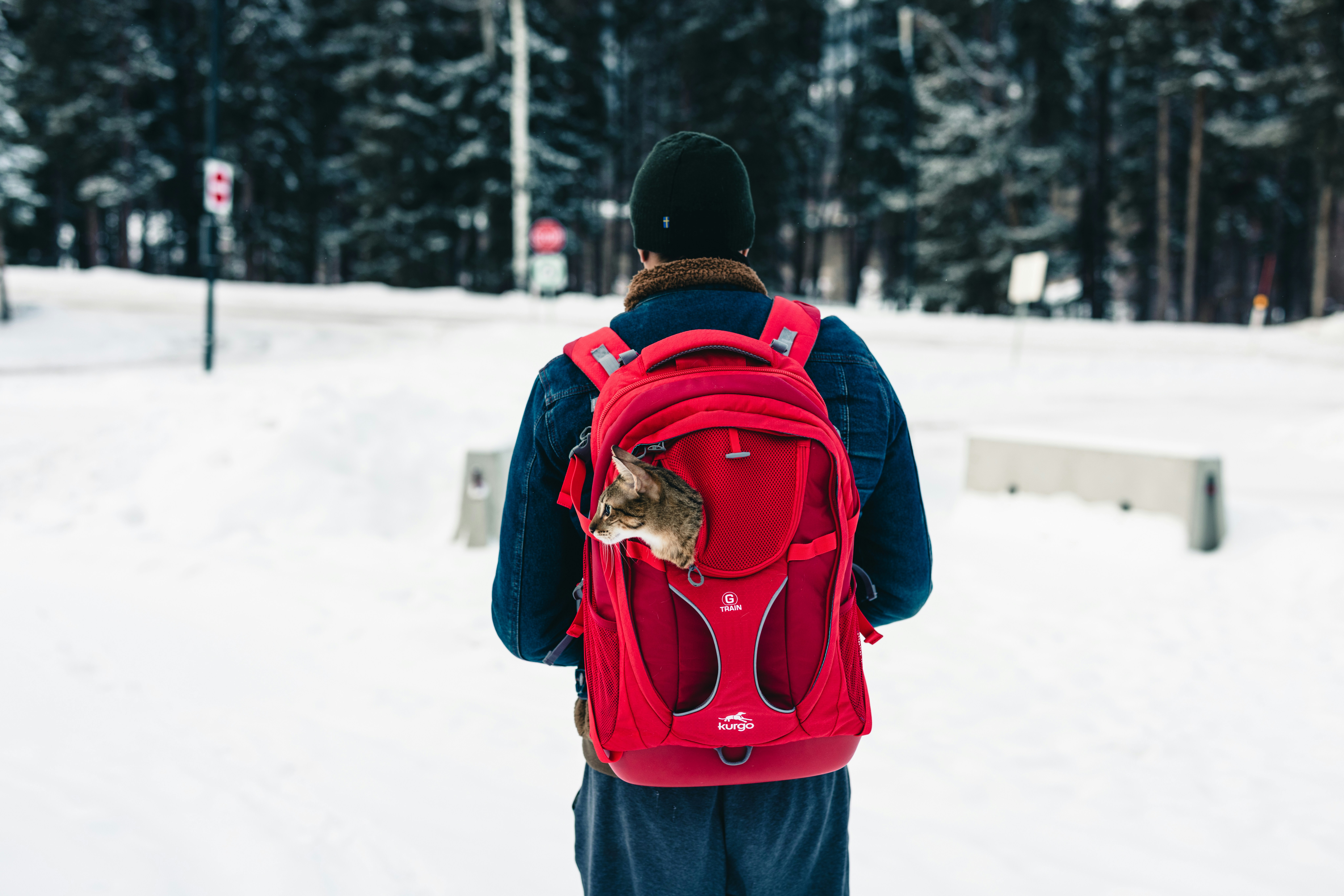Whiskers in Winter: A Cat Hidden in a Red Backpack in the Snow