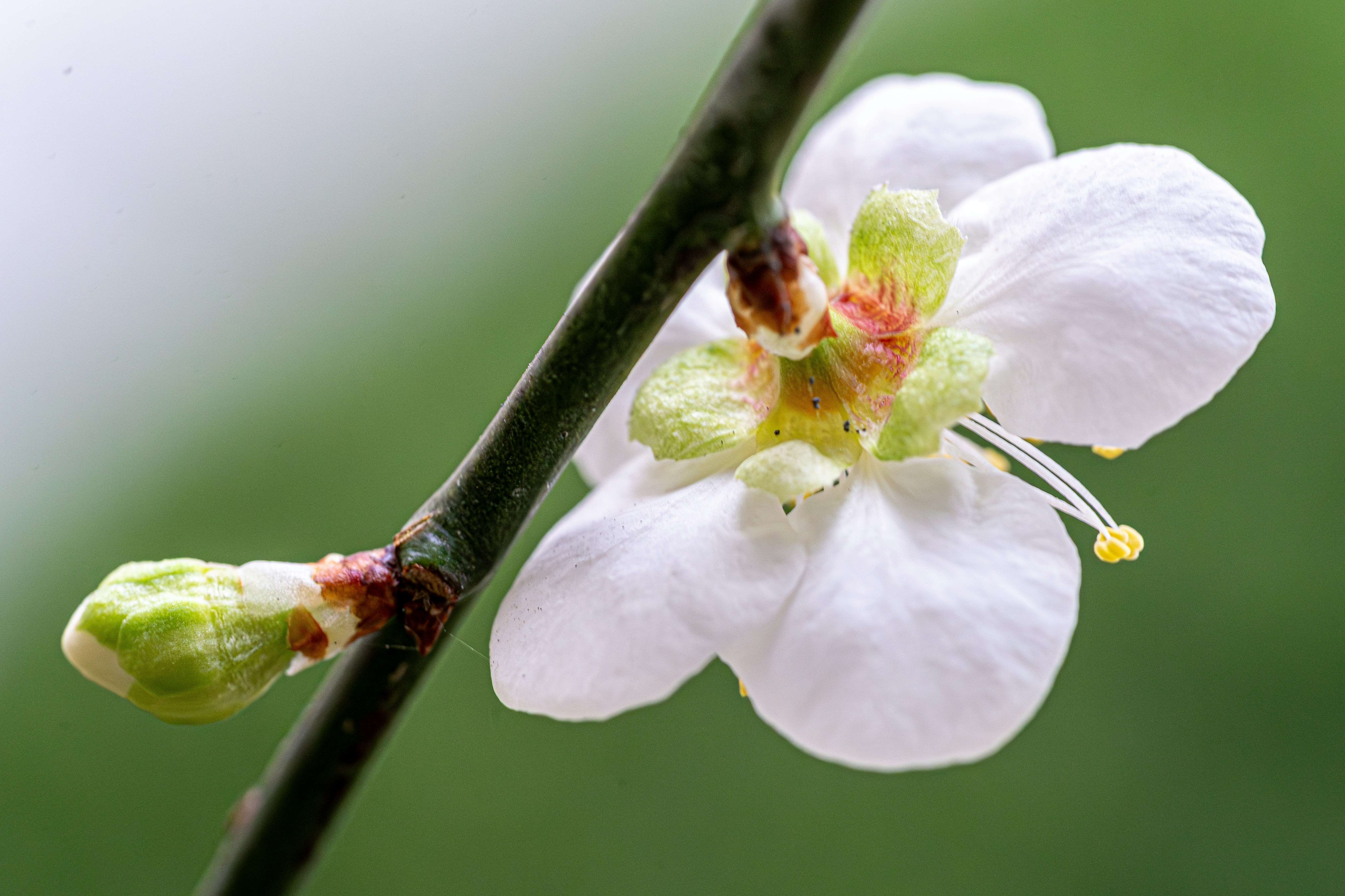 Petal Focus: A White Blossom on a Slender Branch