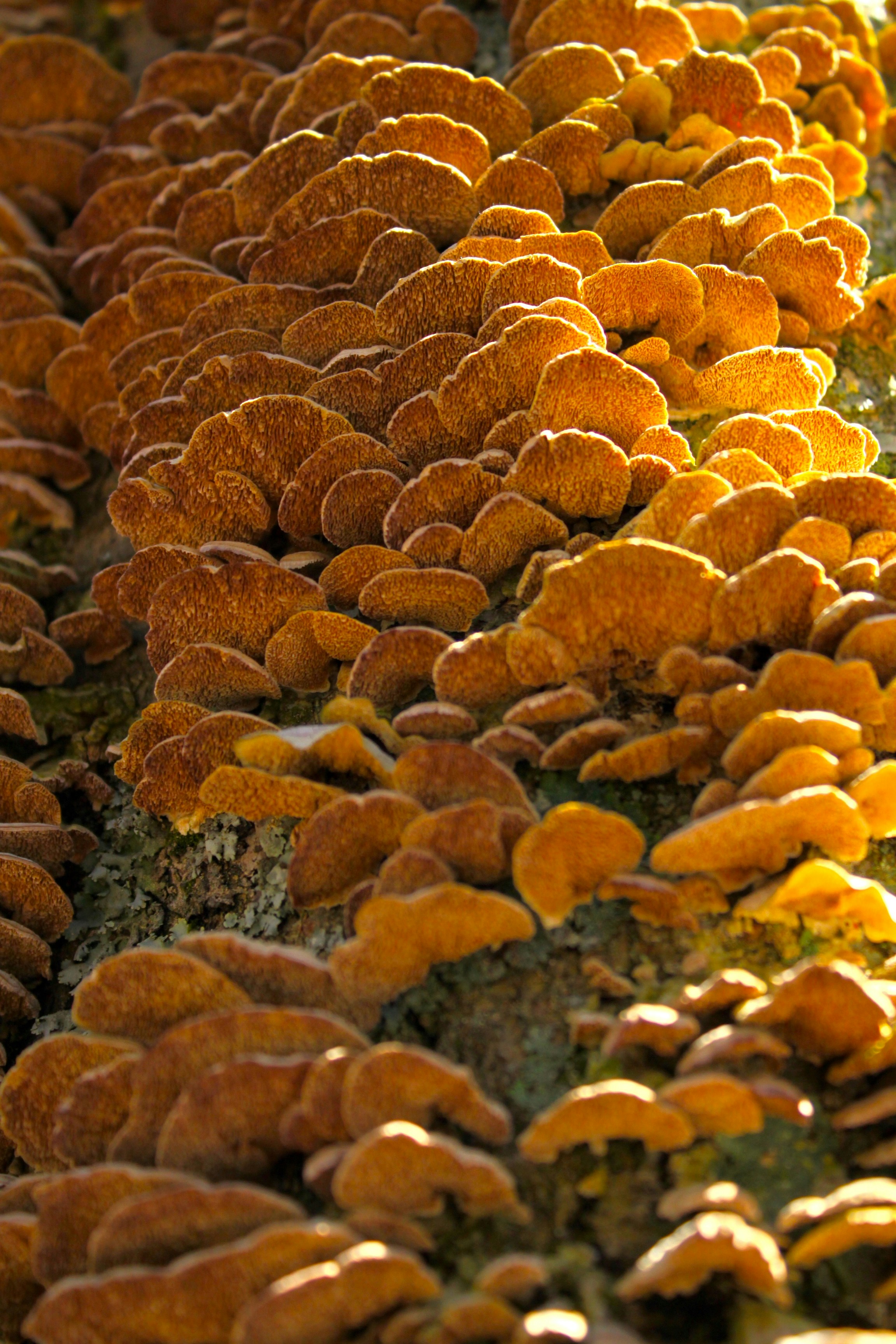 Amber Shelves: a sunlit tapestry of bracket fungi along weathered bark