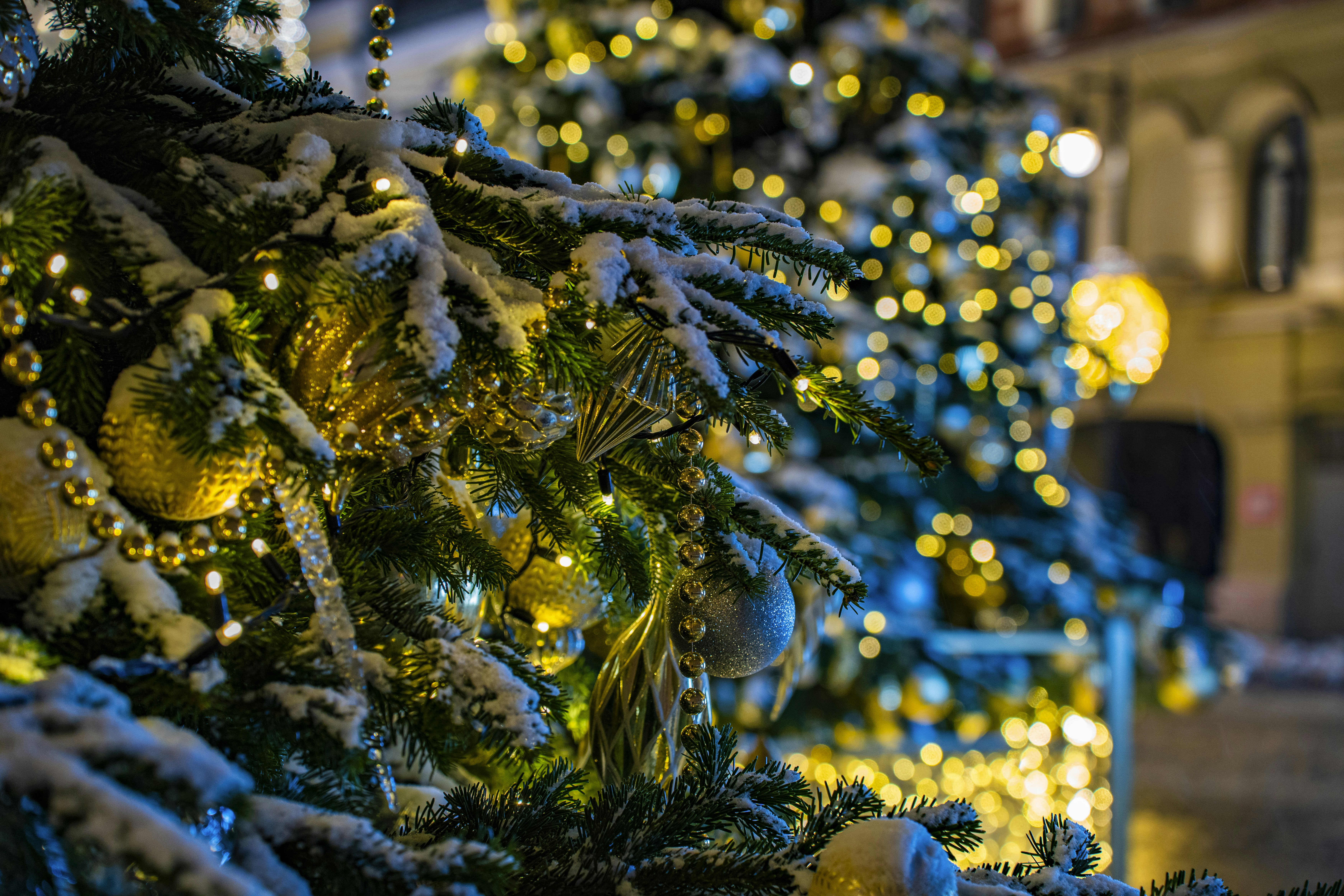 Gold and Evergreen: A Snow-Kissed Christmas Tree in a Warm Evening Glow