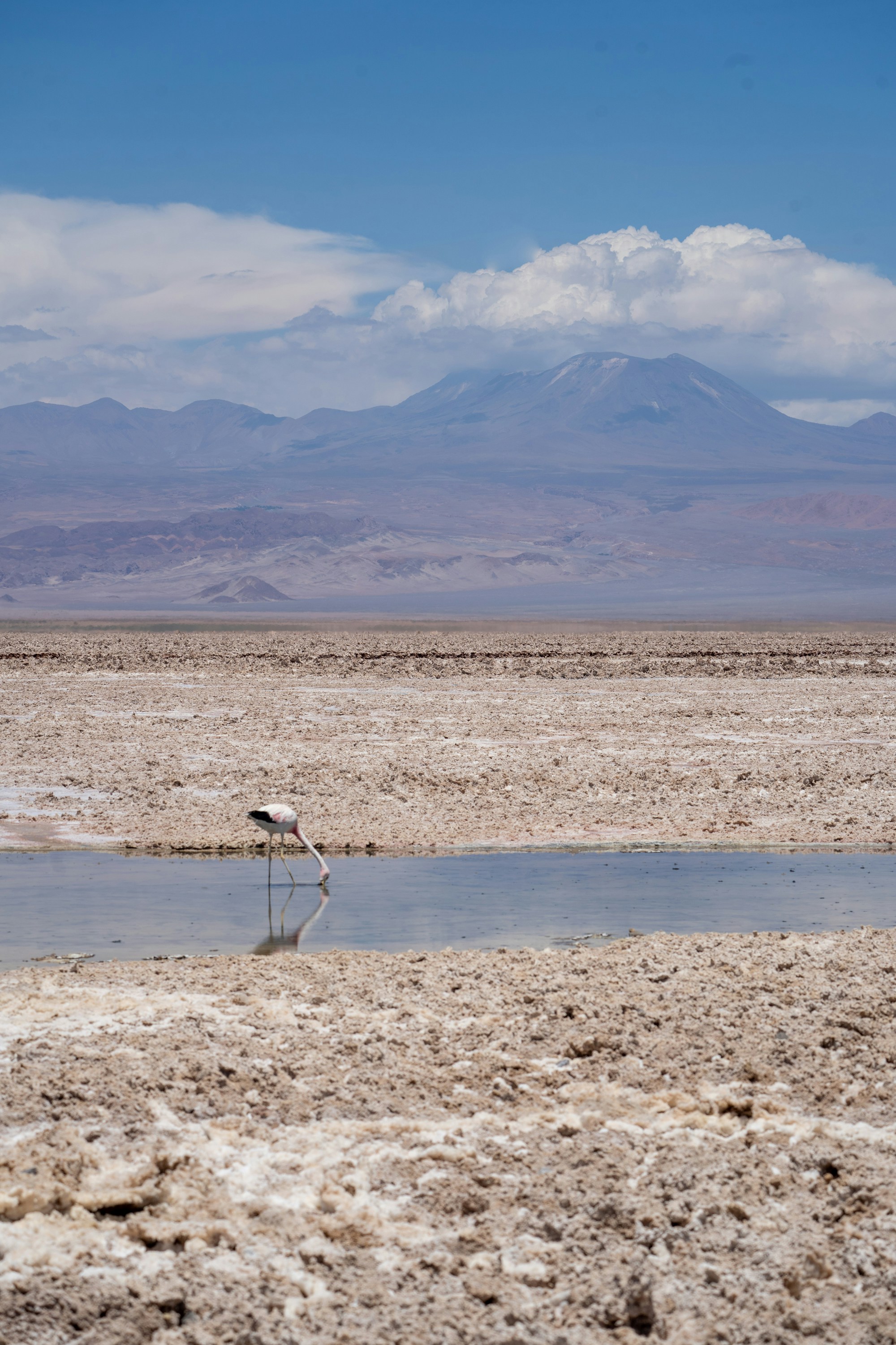 Flamingo in San Pedro de Atacama