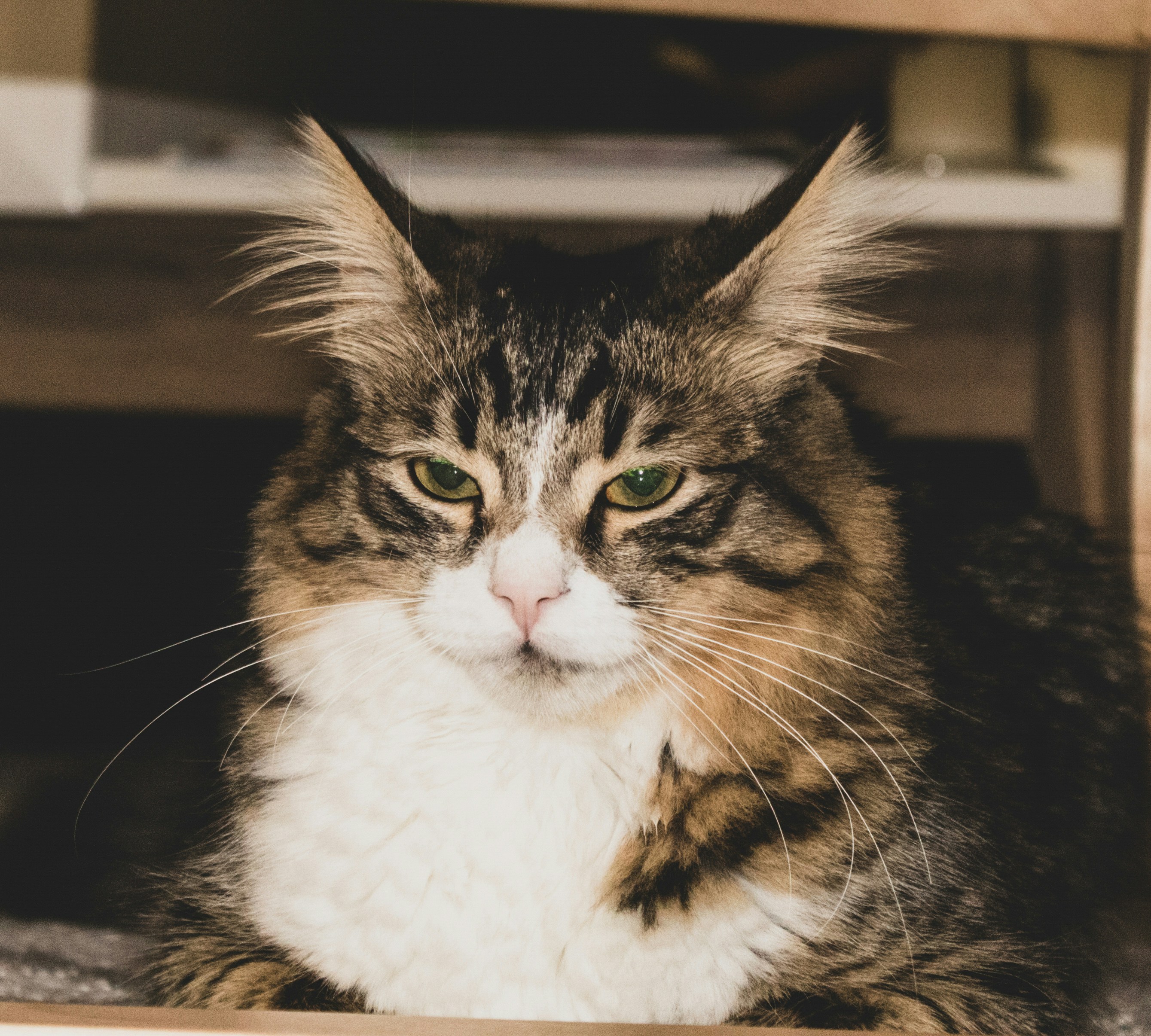 Shelved Gaze: A Feline Portrait Under the Beam
