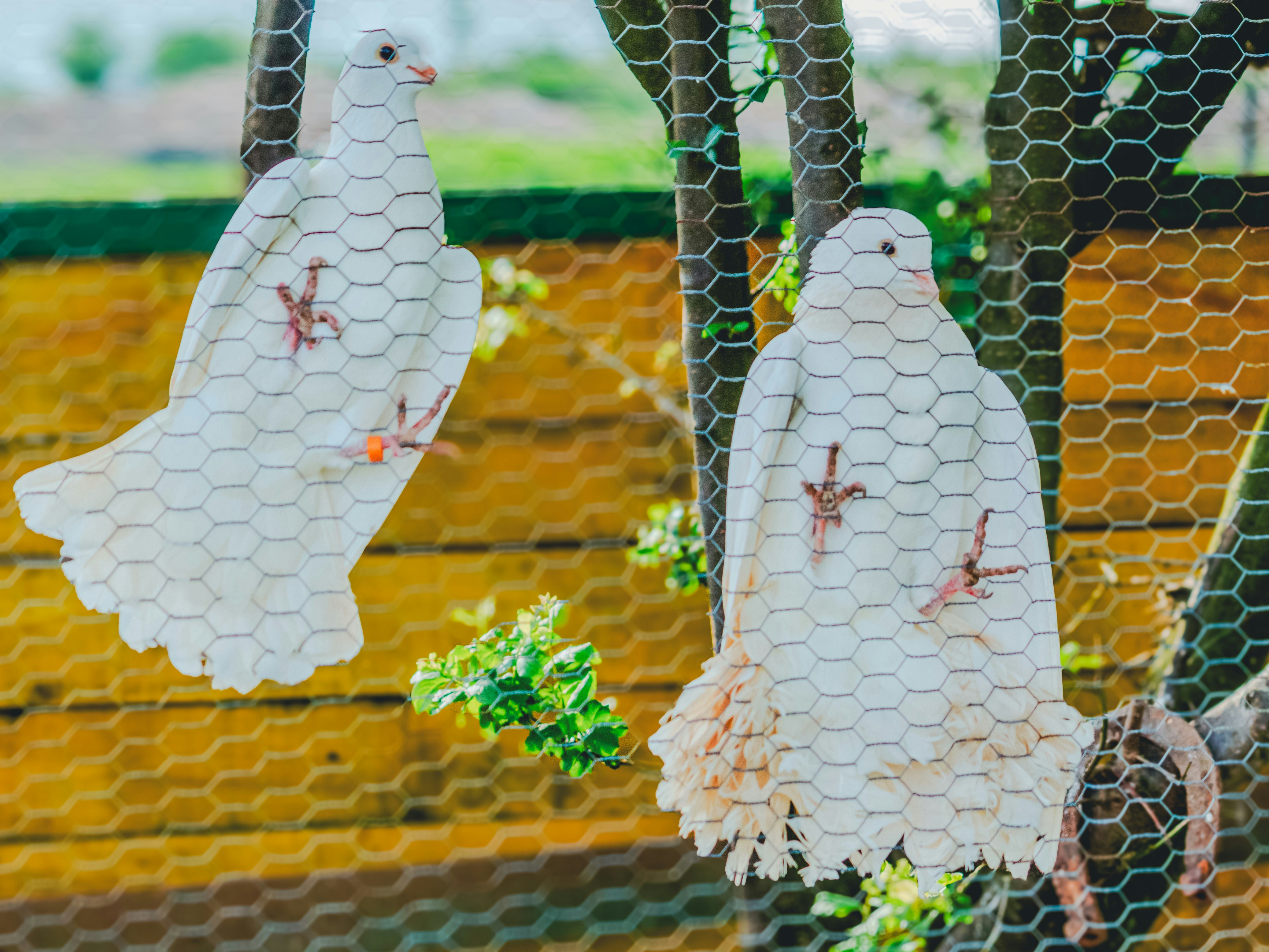 Cooped Grace: Two White Doves Framed by Honeyed Mesh