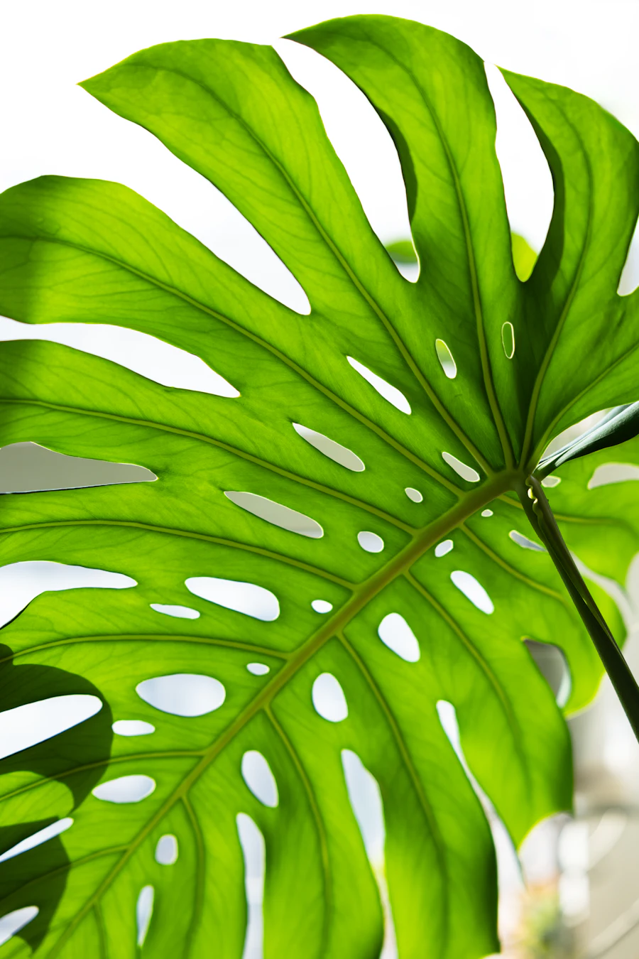 Close-up of a bright green monstera leaf with dramatic natural holes and veins against a soft white background.