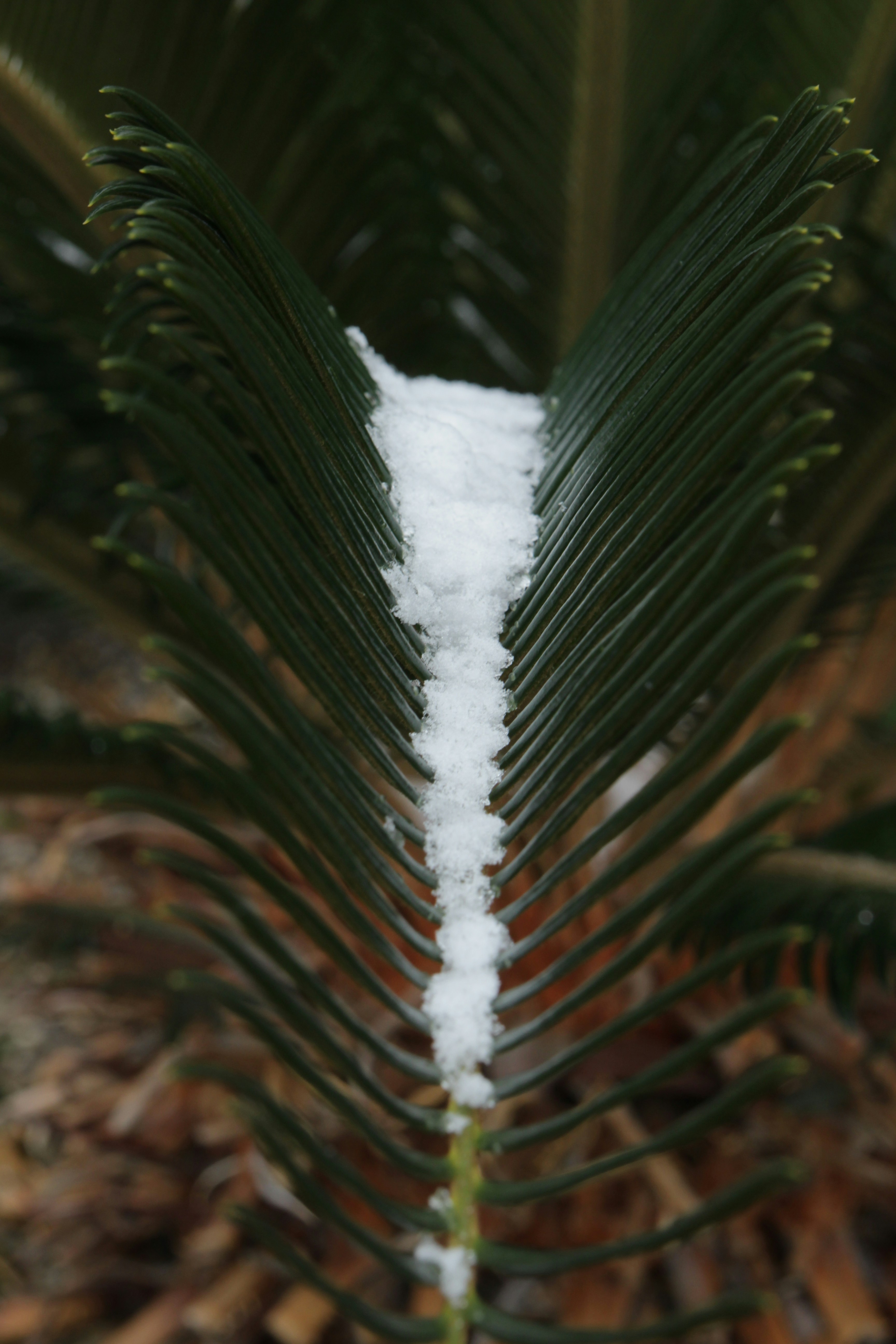 Close-up of a pine branch with a narrow line of fresh snow along its central ridge, creating stark texture and contrast. The photograph emphasizes the linear form of the needles and the calm wintry mood.