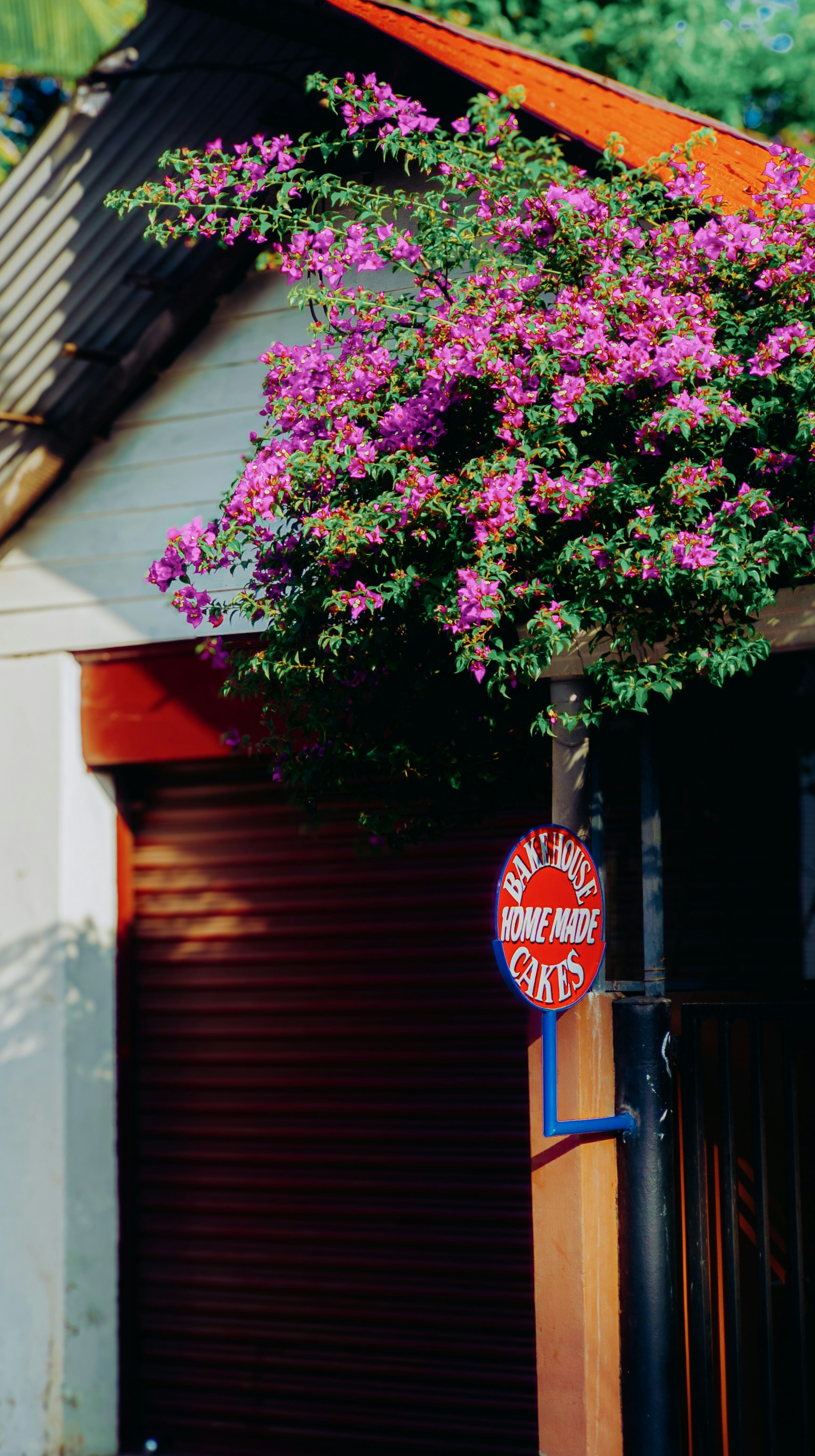 A building with a tree growing over the top of it photo – Free Kollam ...