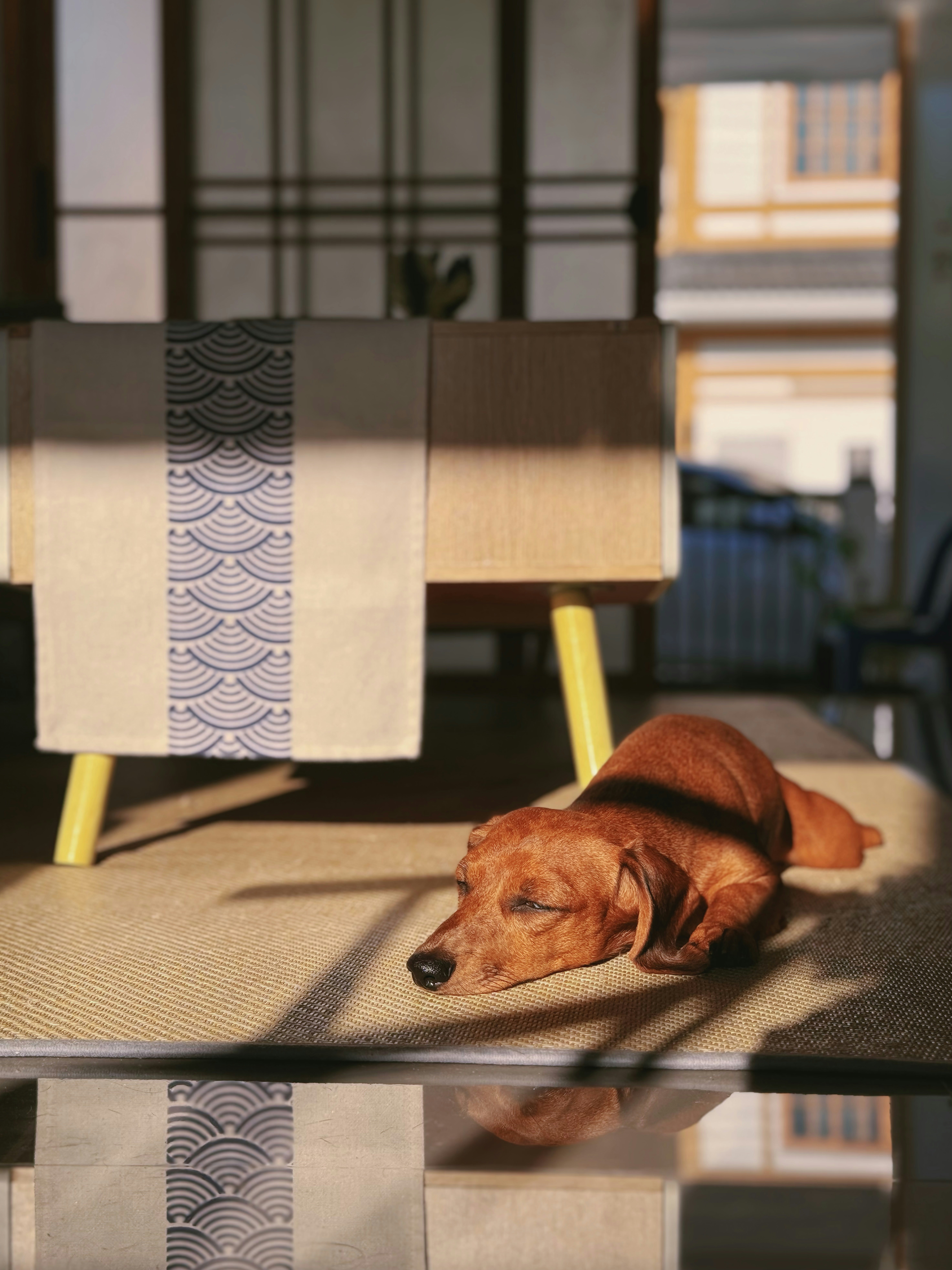 Sunlit Doze: A dachshund nap on a cardboard stage