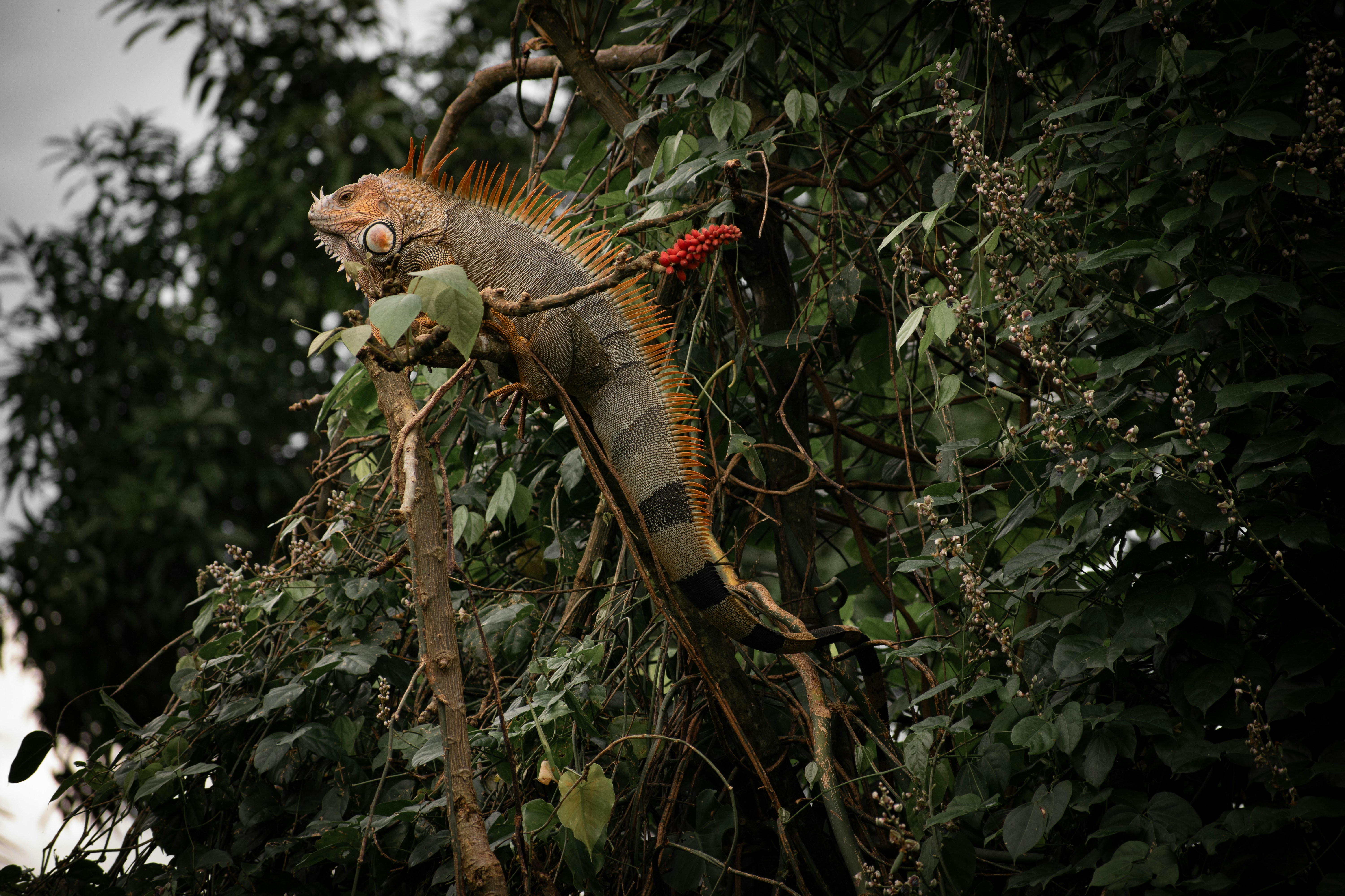 Frilled Lizard on the Vine: Orange Crest in a Shadowed Jungle