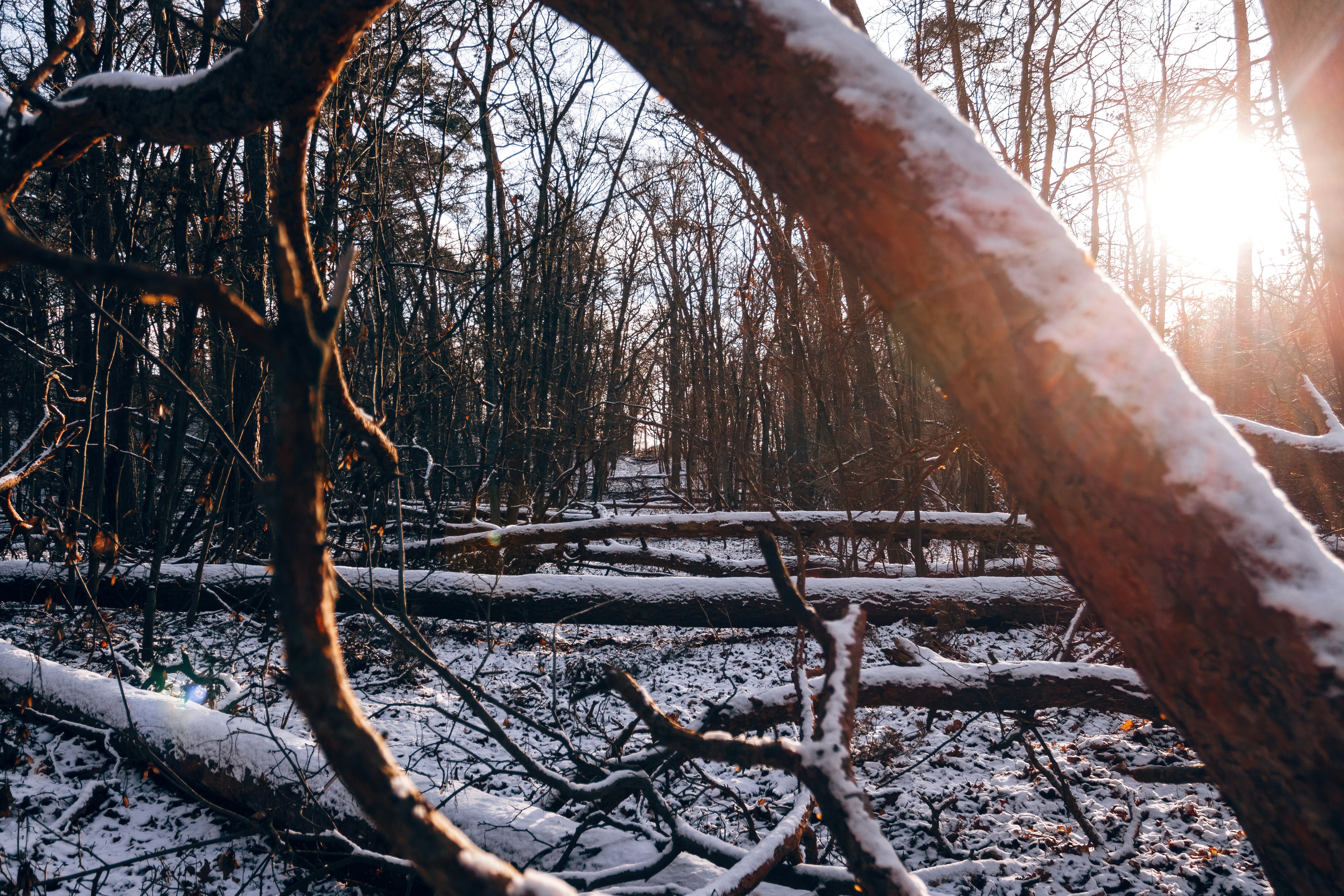 Sunlit Ledge: Snow-Rimmed Forest in Winter Light