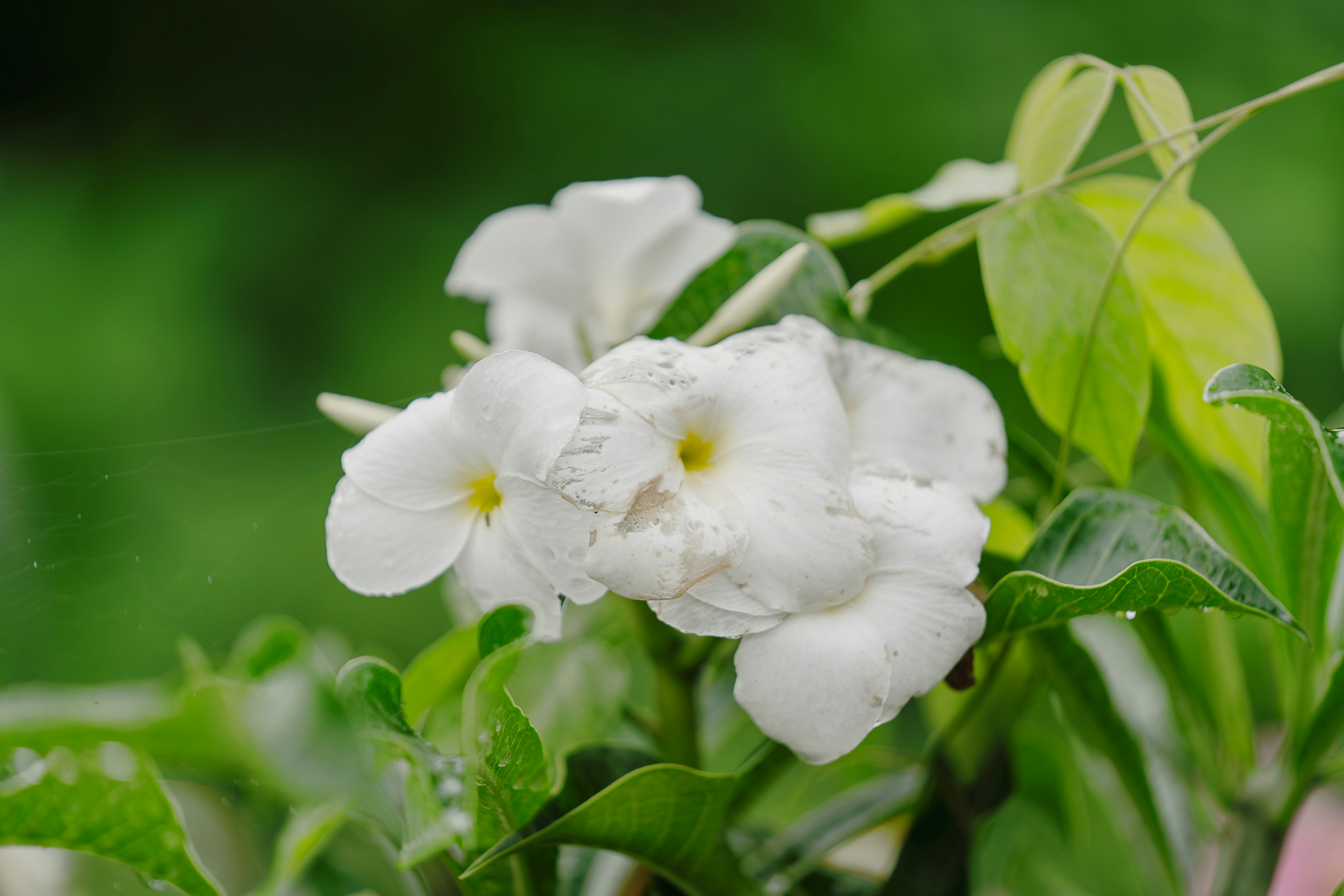 White flowers with delicate petals and vibrant green leaves in a lush background.