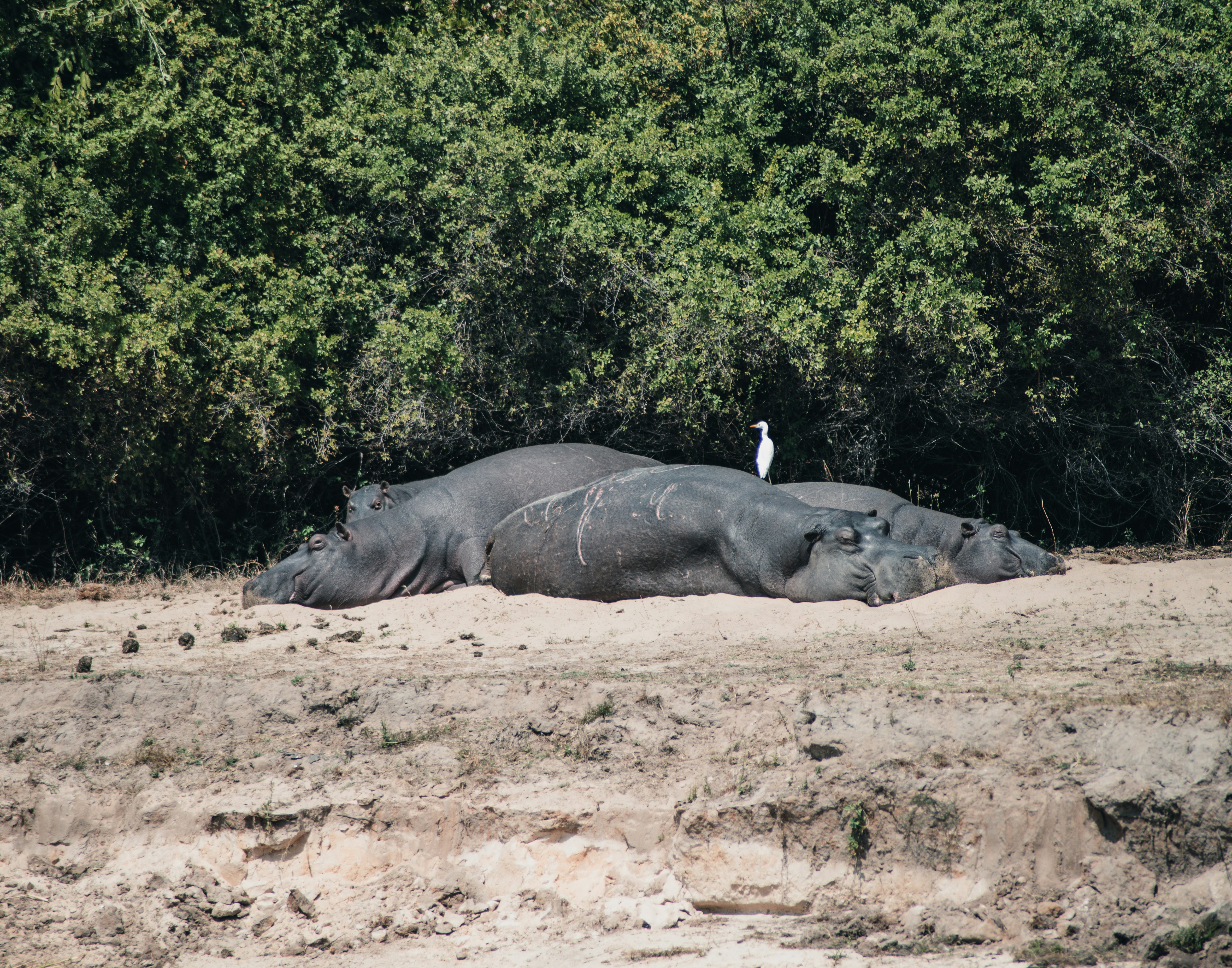 A large animal laying on top of a dirt field photo – Free Zambezi river ...