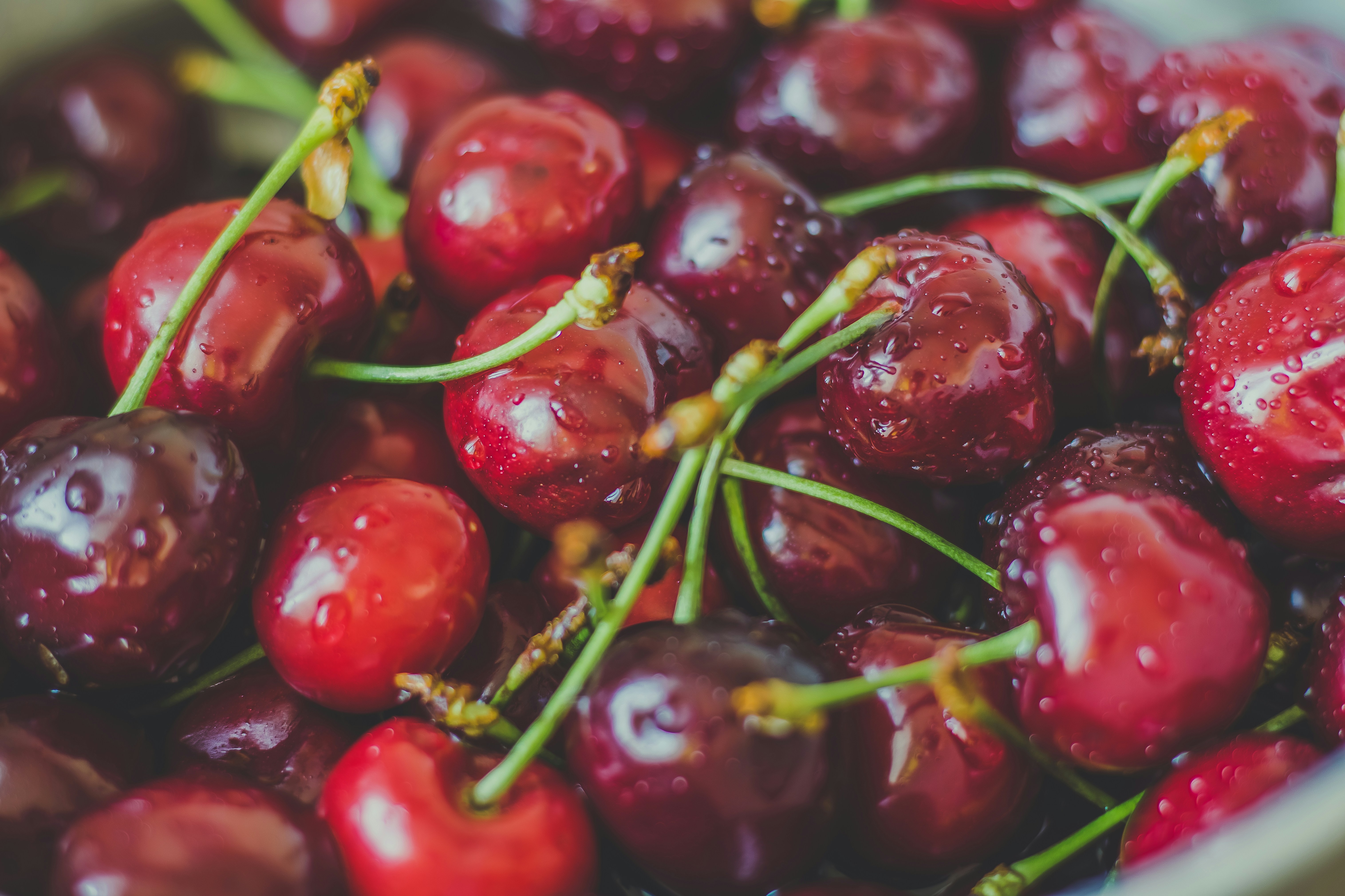 Juicy Red Cherries in Close-Up Burst