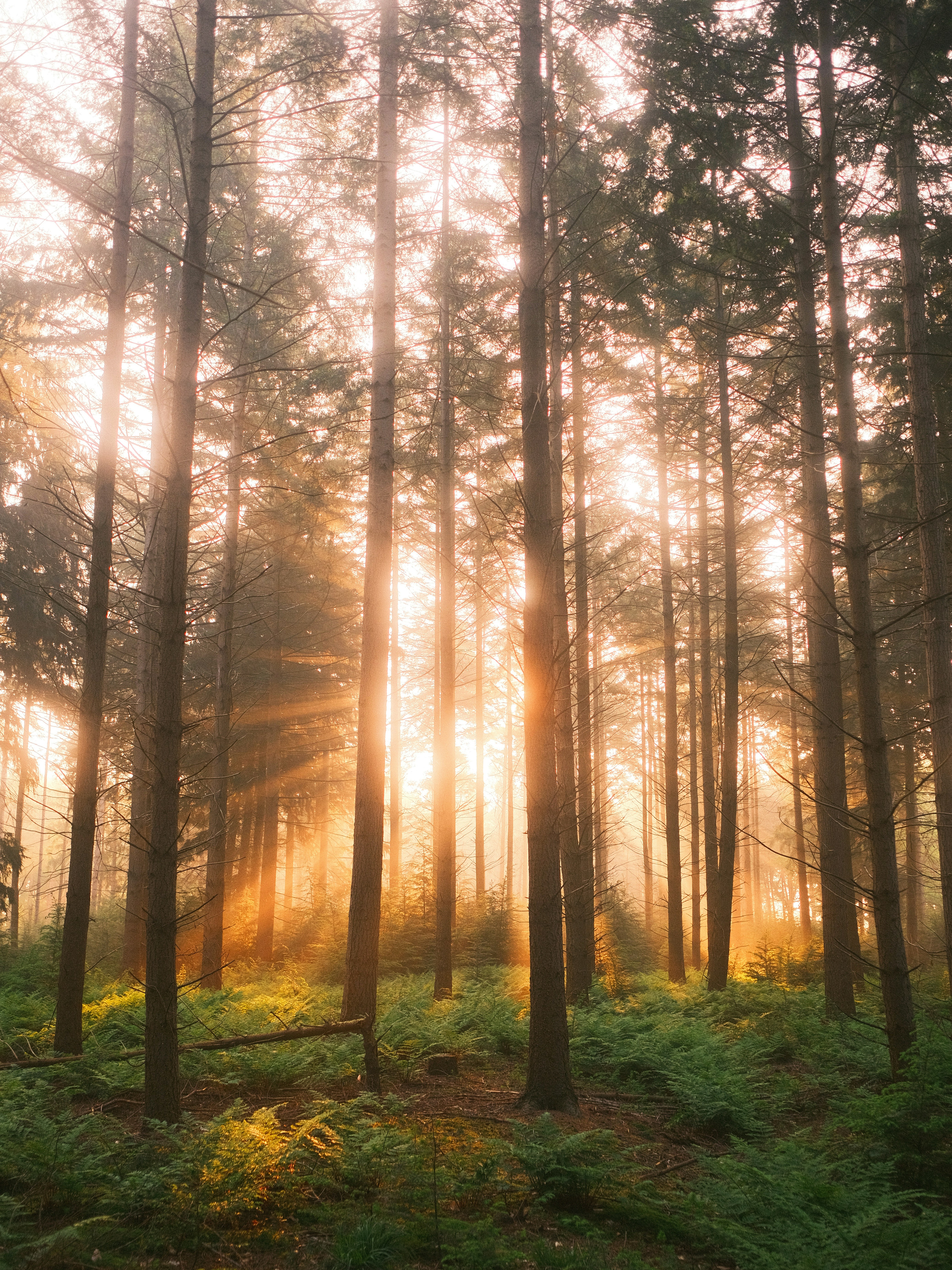 A forest filled with lots of tall trees photo – Free Forest Image on ...