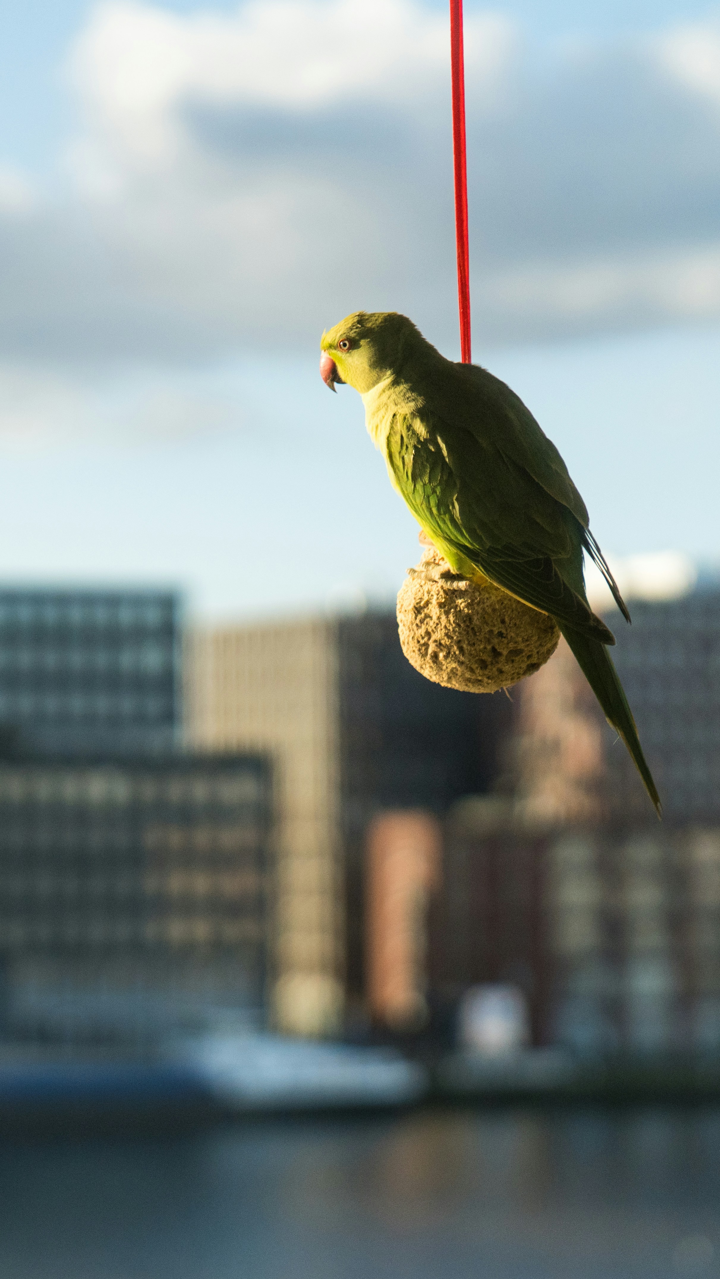 Photograph of a green parrot perched on a hanging seed ball with a blurred city skyline in the background.