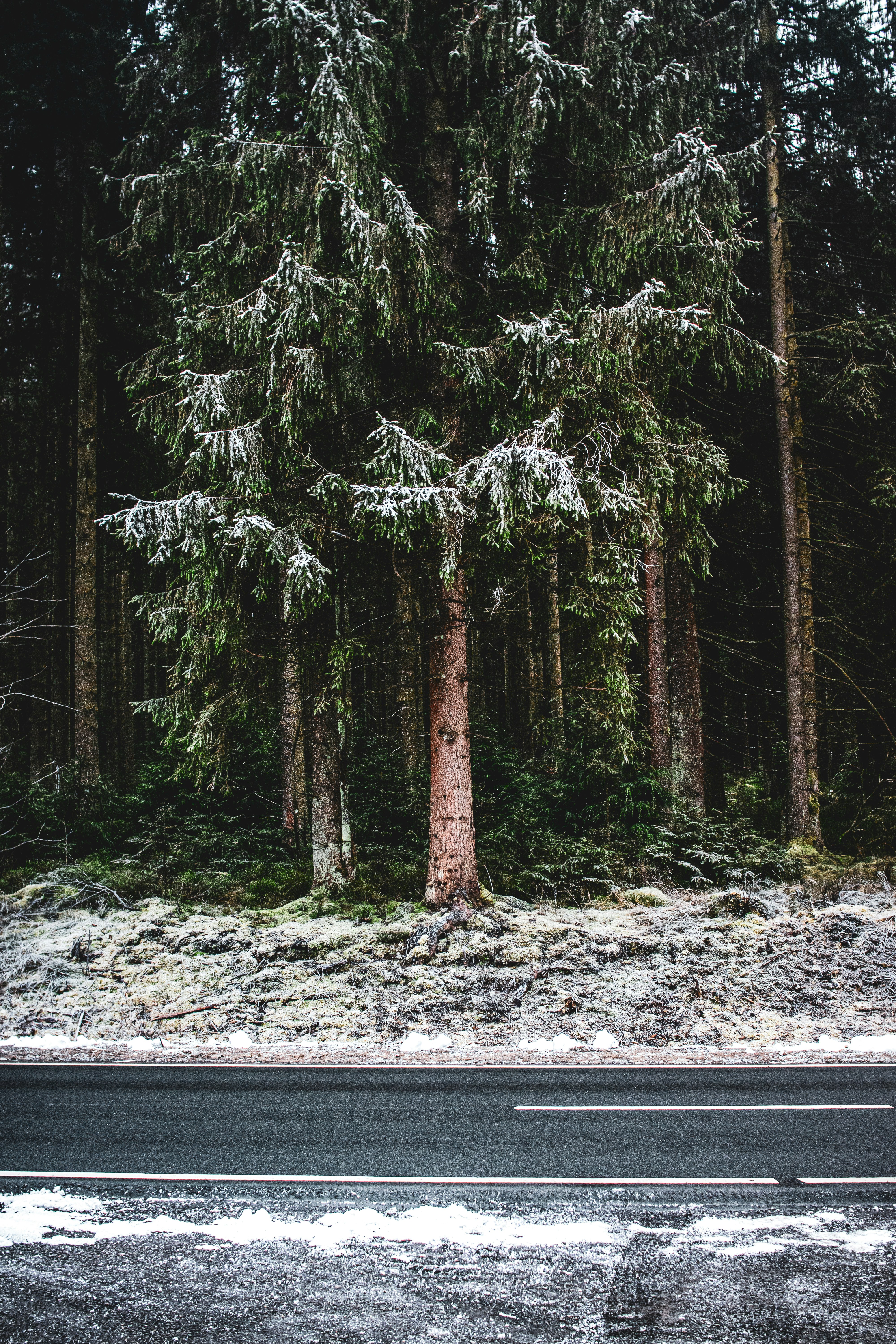 Whispers of the Frosted Forest
