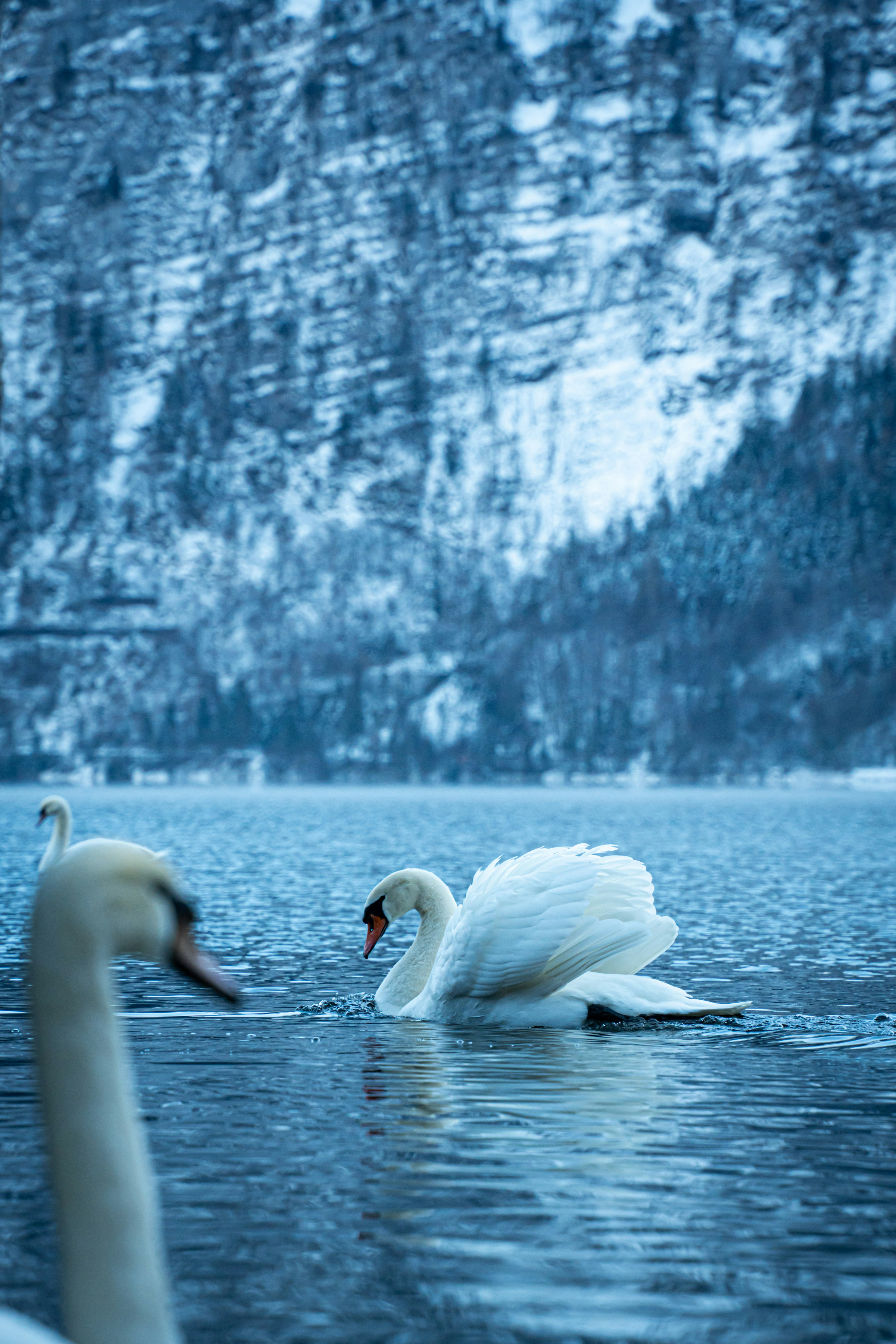 White Swan Serenade on a Mountain Lake