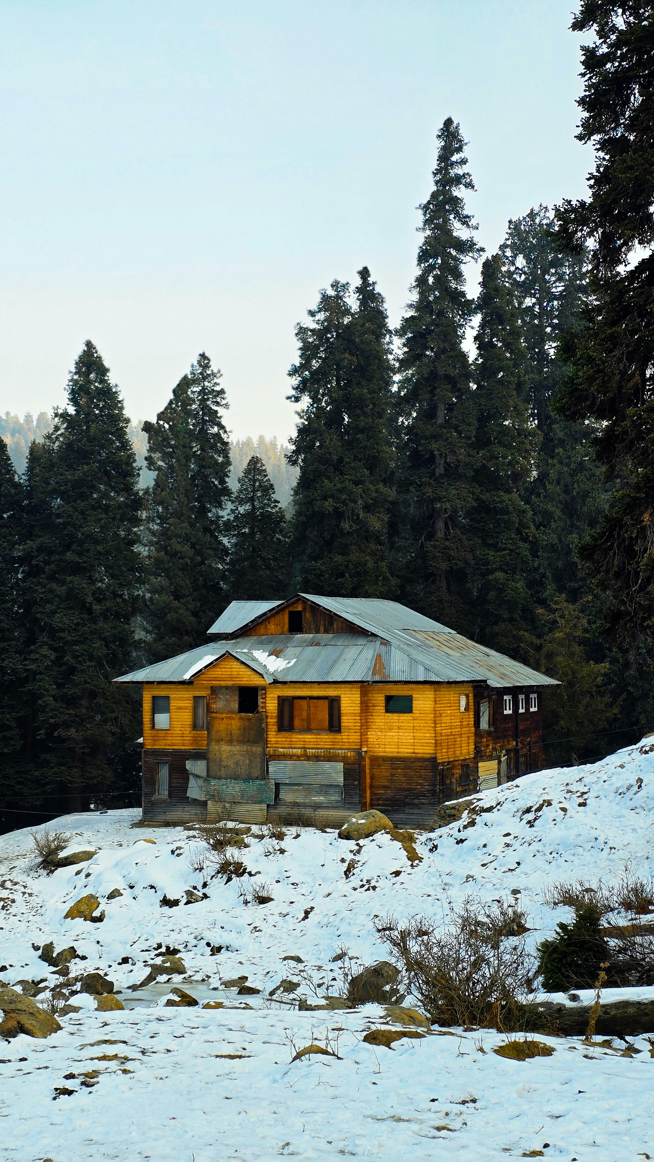 Amber Cabin at the Snowbound Edge of a Silent Pine Forest