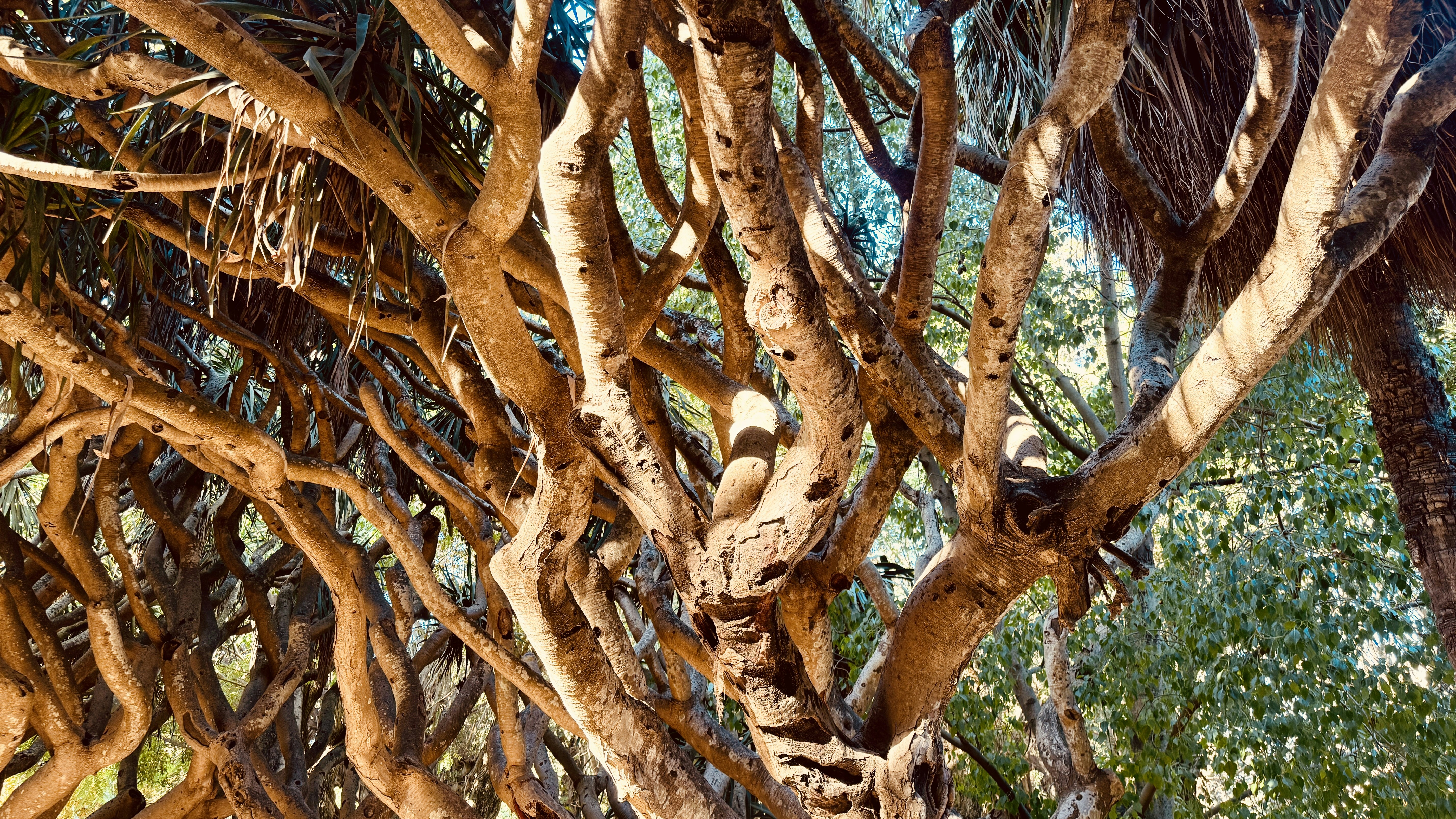 Sunlit Tangle: A Living Lattice of Branches