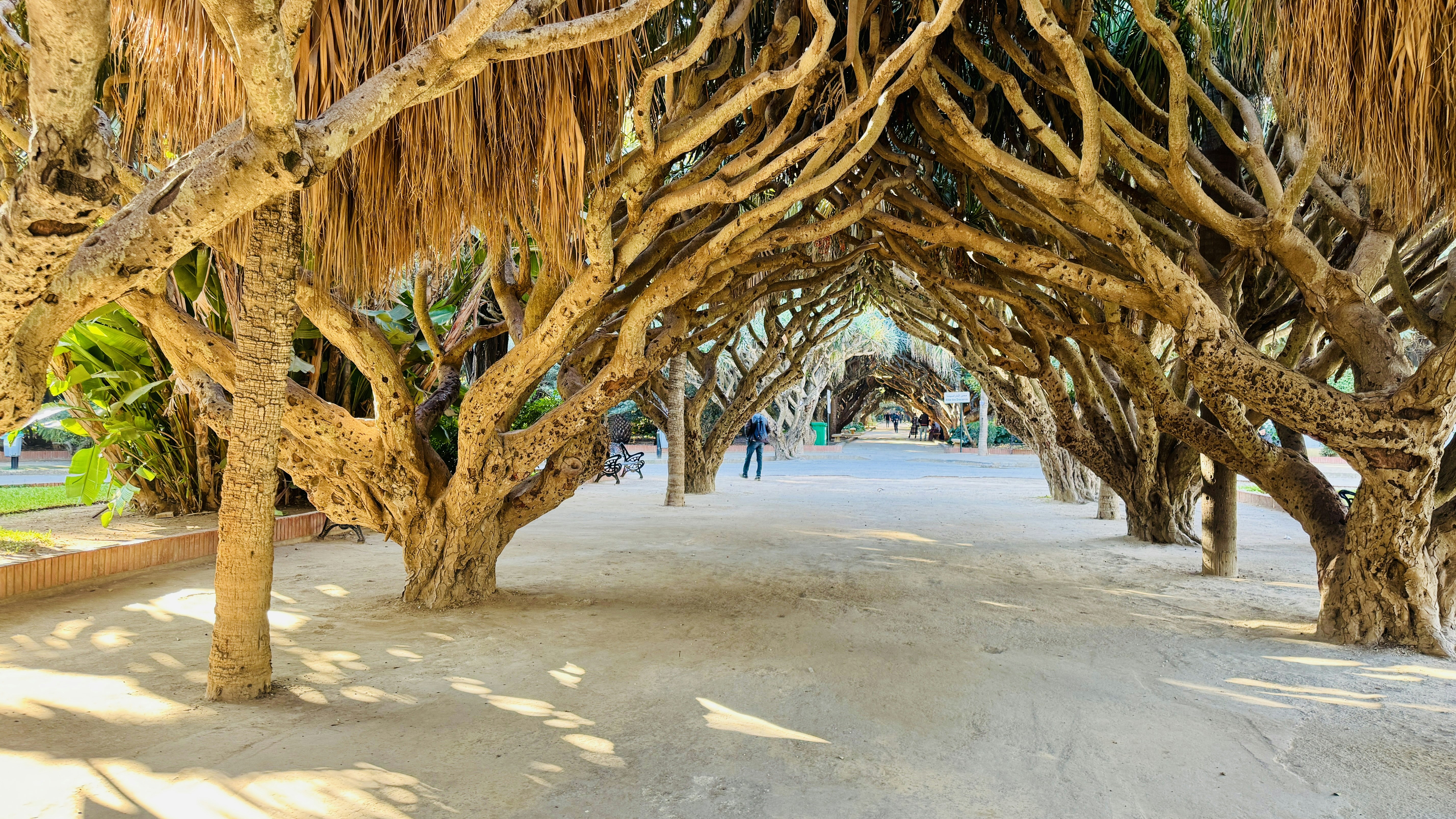 A bunch of trees that are next to each other photo – Free Algeria Image ...