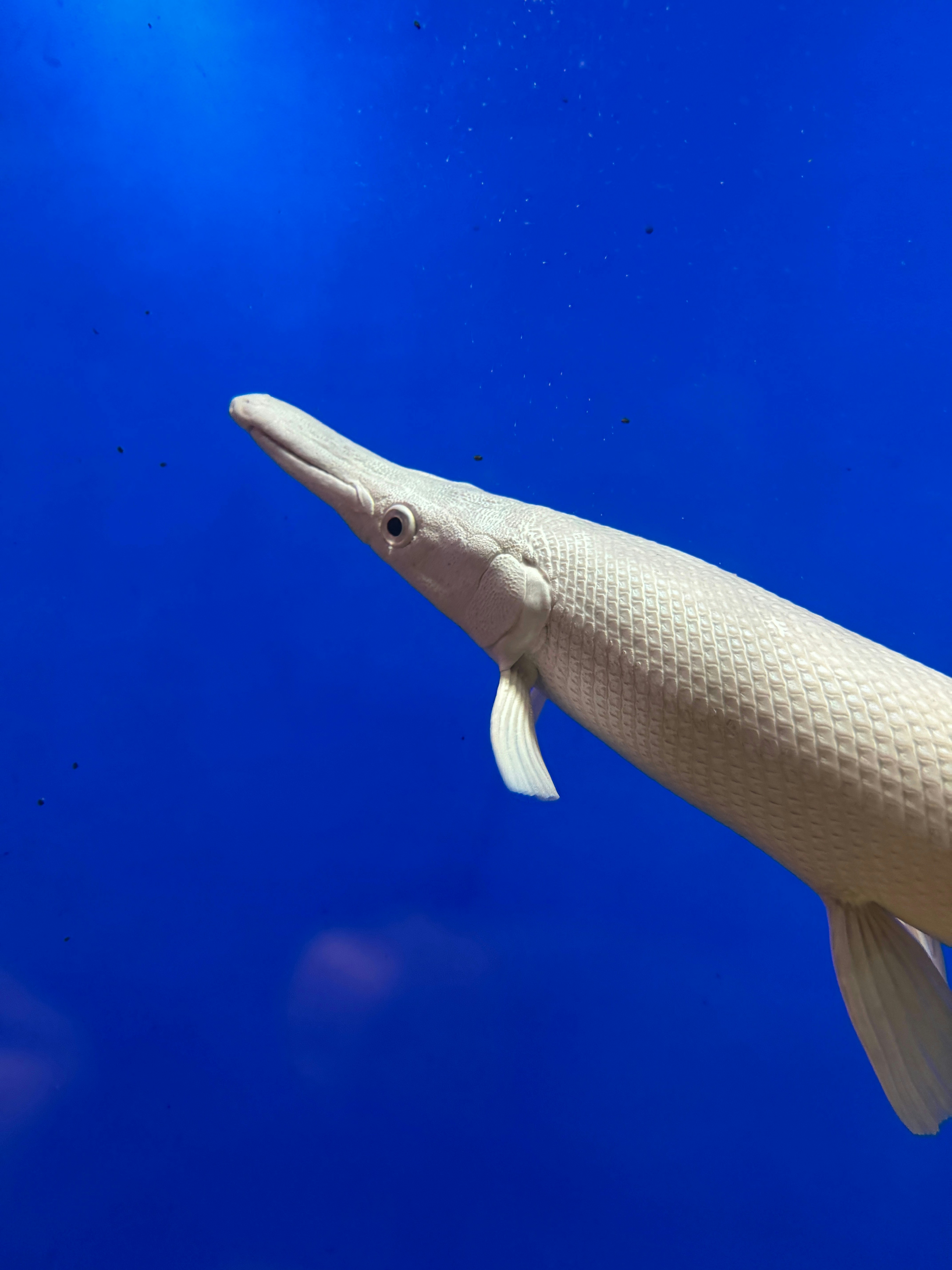 A white fish swimming in a blue tank photo – Free Aquatic Image on Unsplash