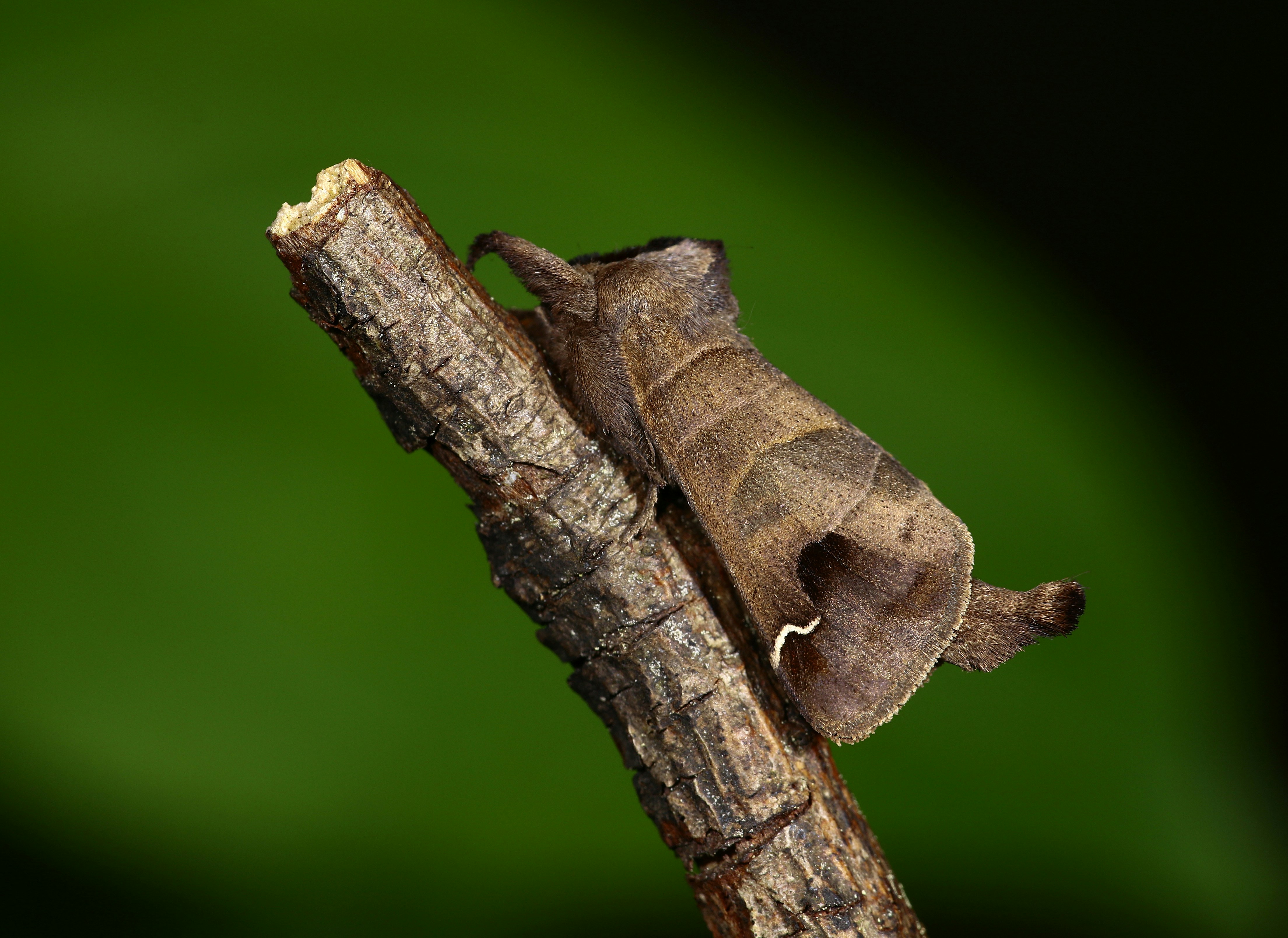 Leaf-Cloaked Moth on a Twig: Subtle Camouflage in a Green Backdrop