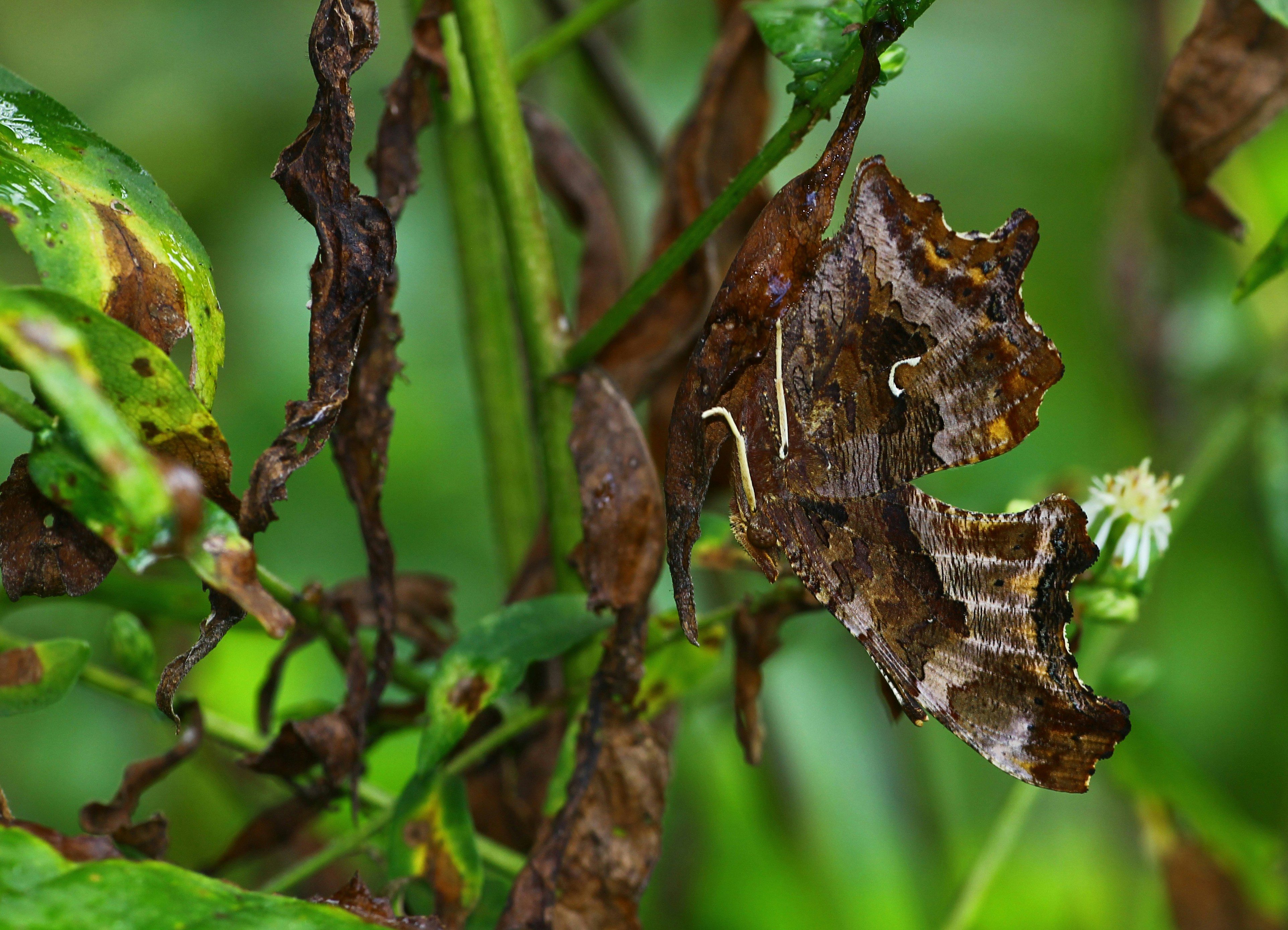 Camouflage in Insects: Ultimate Guide