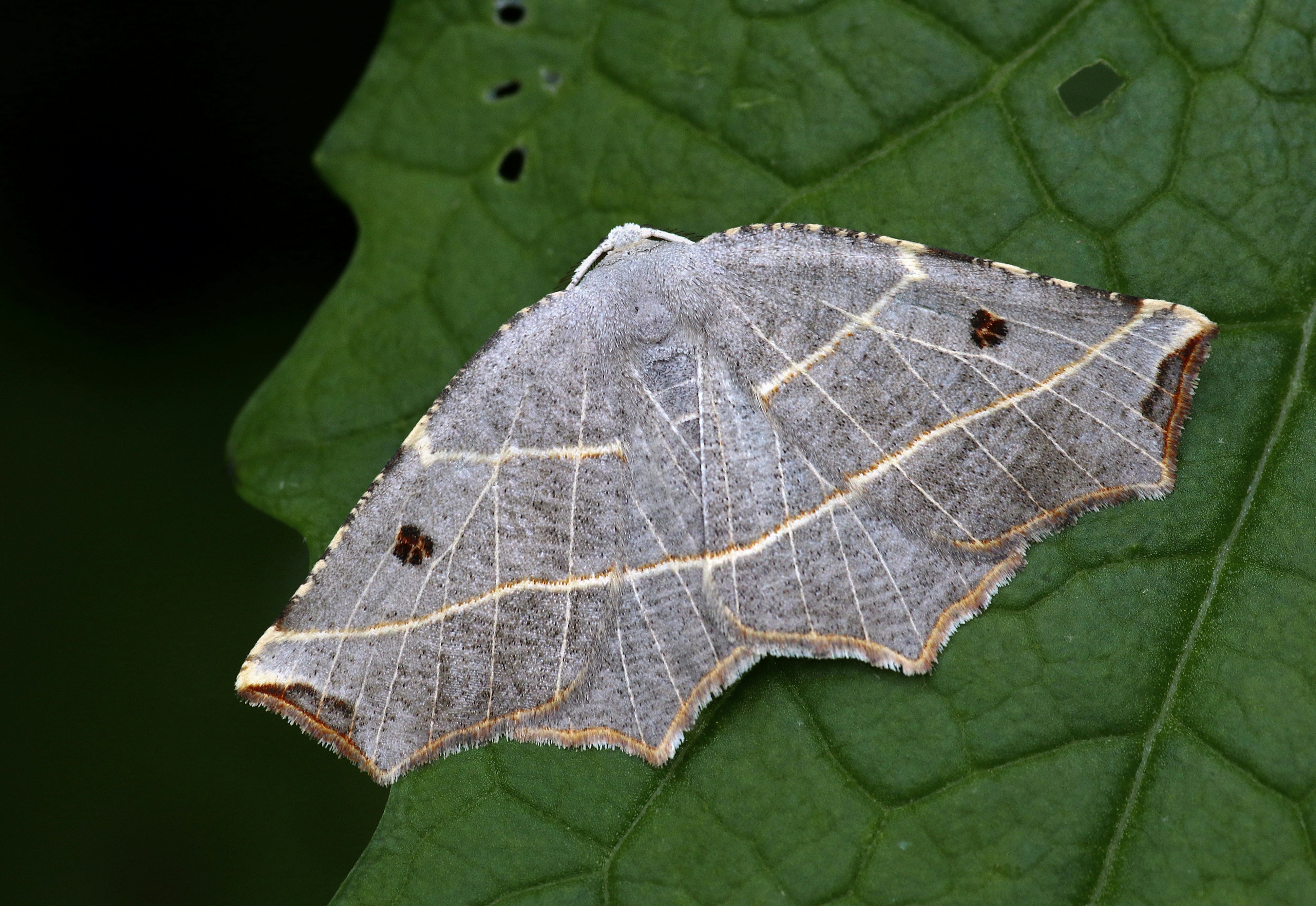 Vein-Winged Camouflage on a Green Leaf