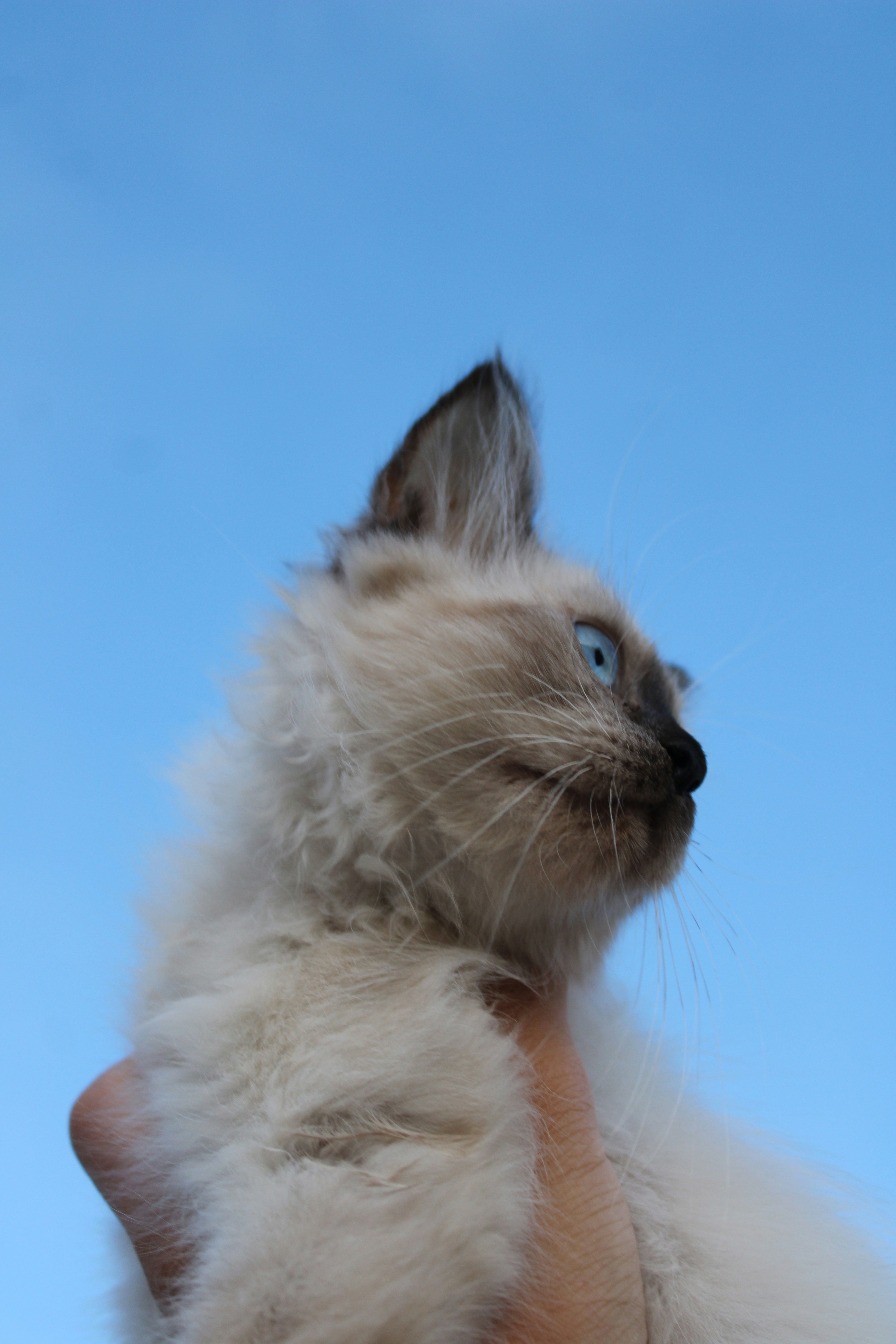 Blue Cat Pictures | Download Free Images on Unsplash