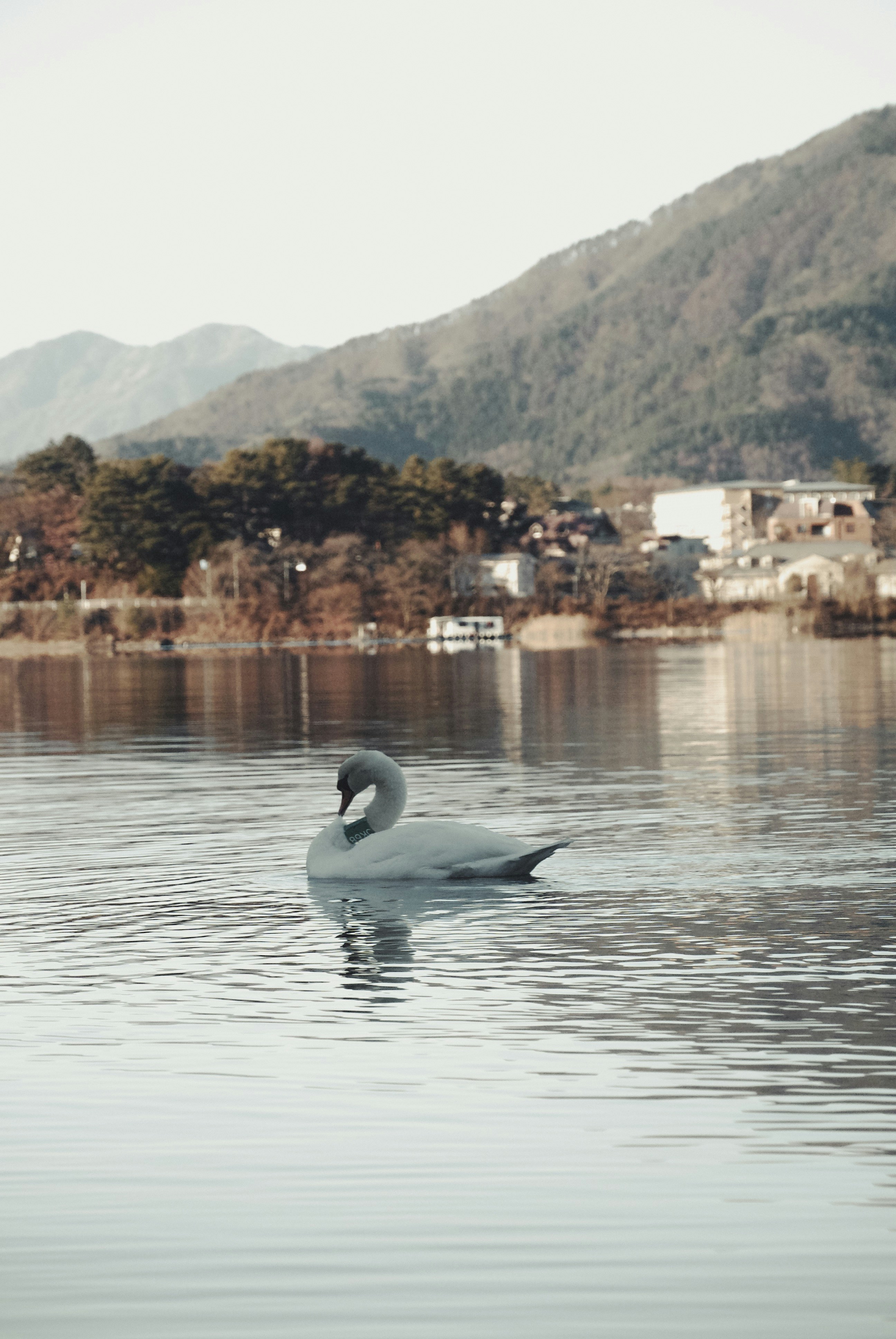 A lone swan glides on a calm lake, its reflection rippling softly. Distant mountains and a lakeside town provide a tranquil backdrop.
