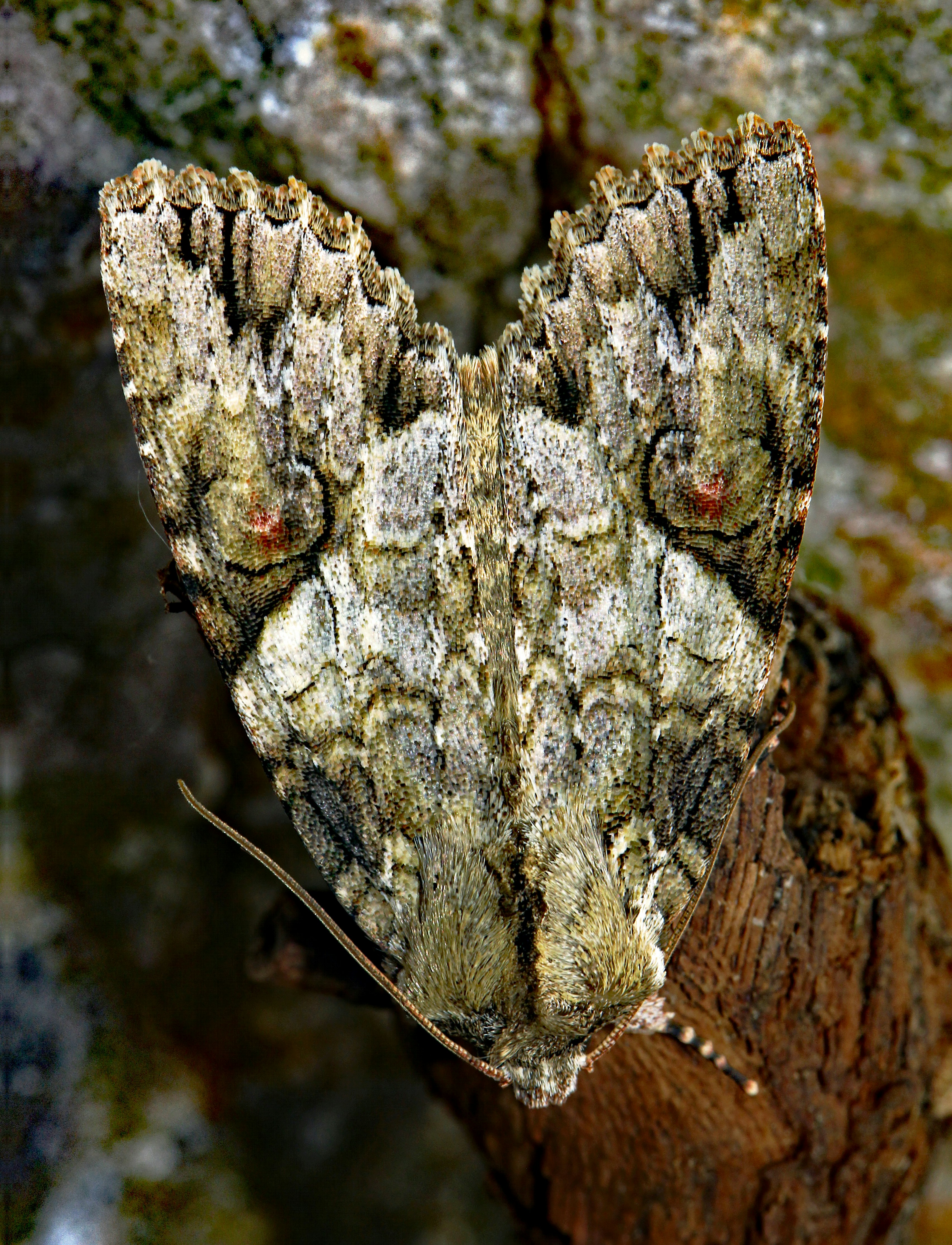 A close up of a moth on a tree photo – Free Insect Image on Unsplash
