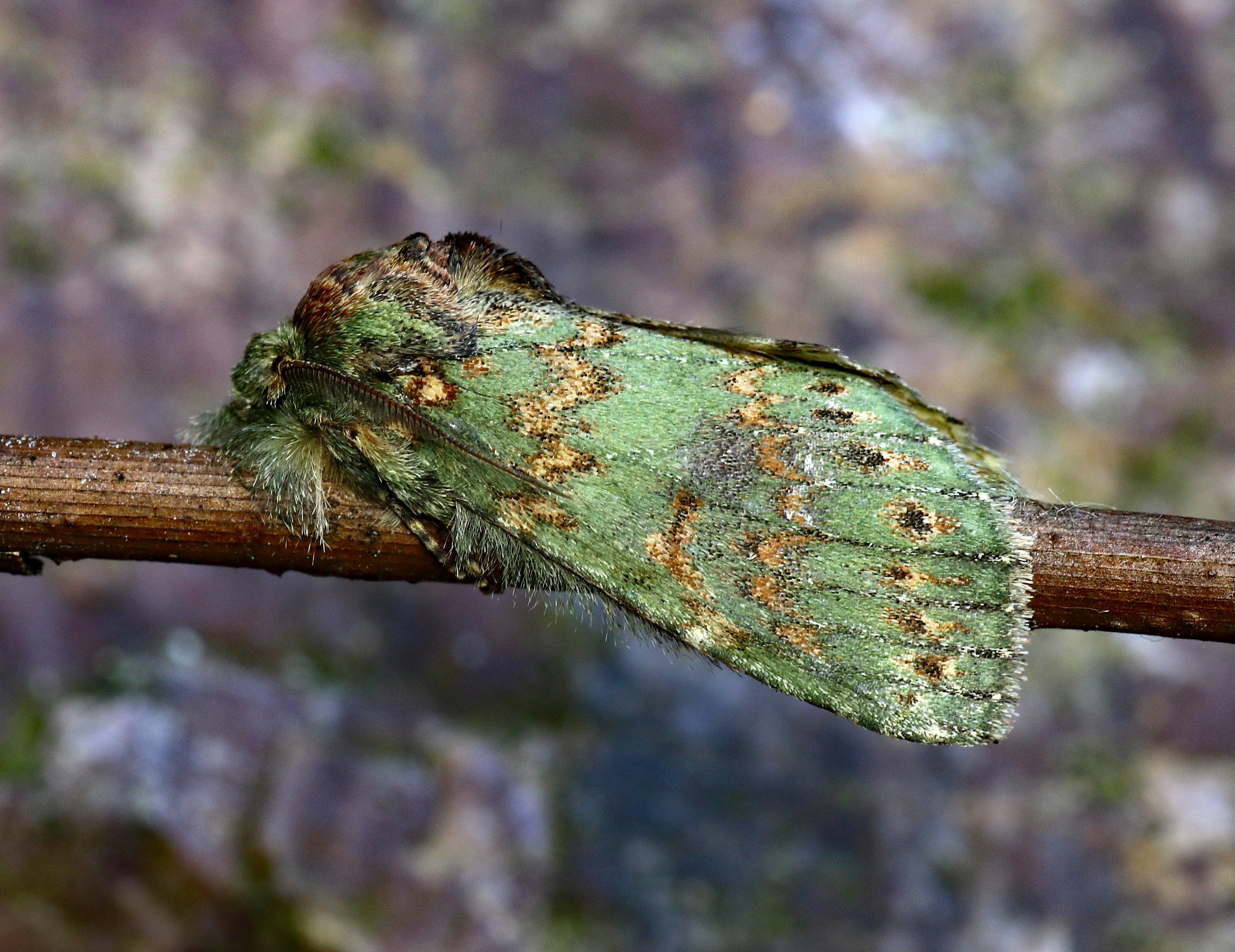Verdant Camouflage: a Green Moth Rests on a Weathered Twig