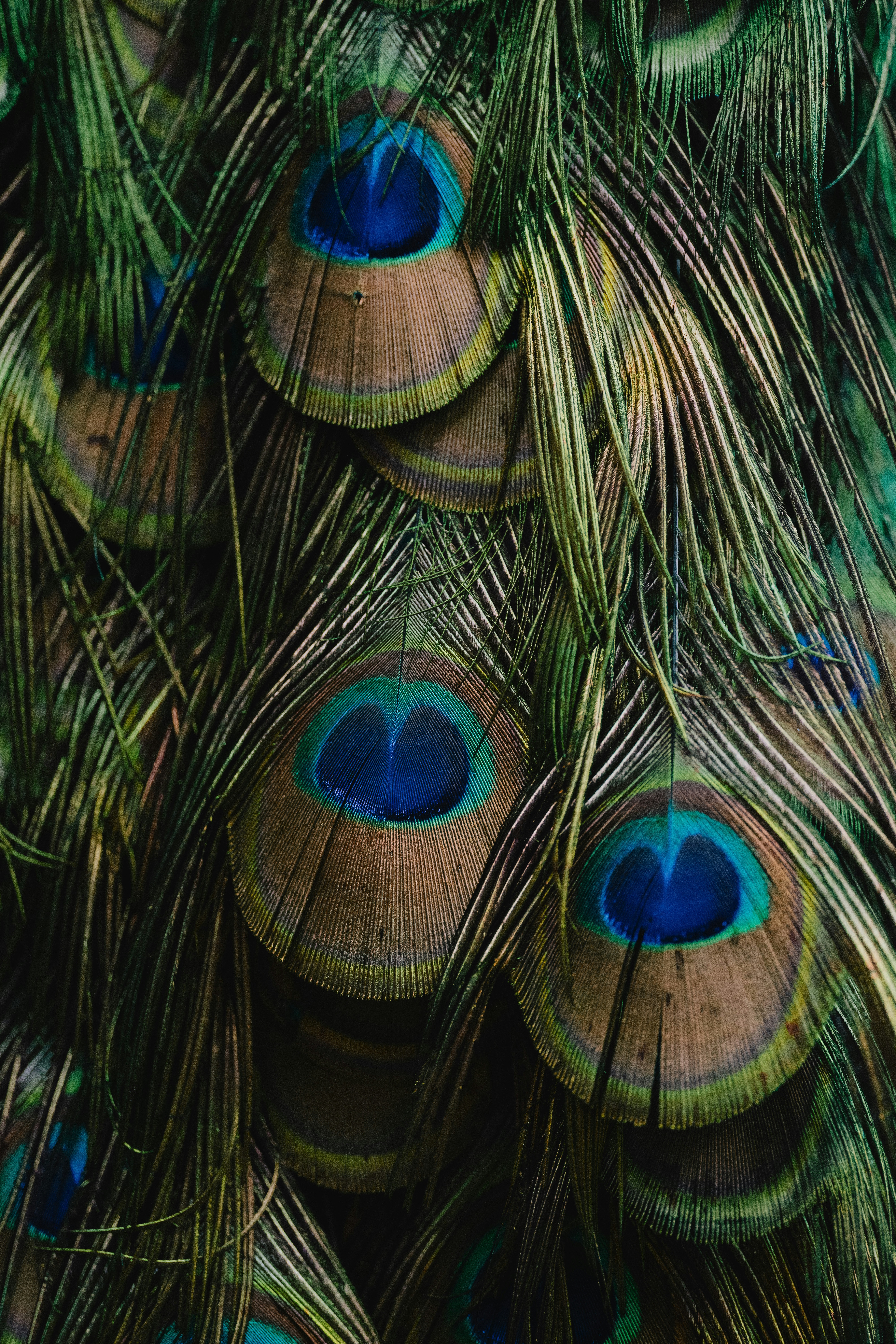 Close-up of peacock feathers with vivid blues and greens, highlighting intricate patterns and natural symmetry.