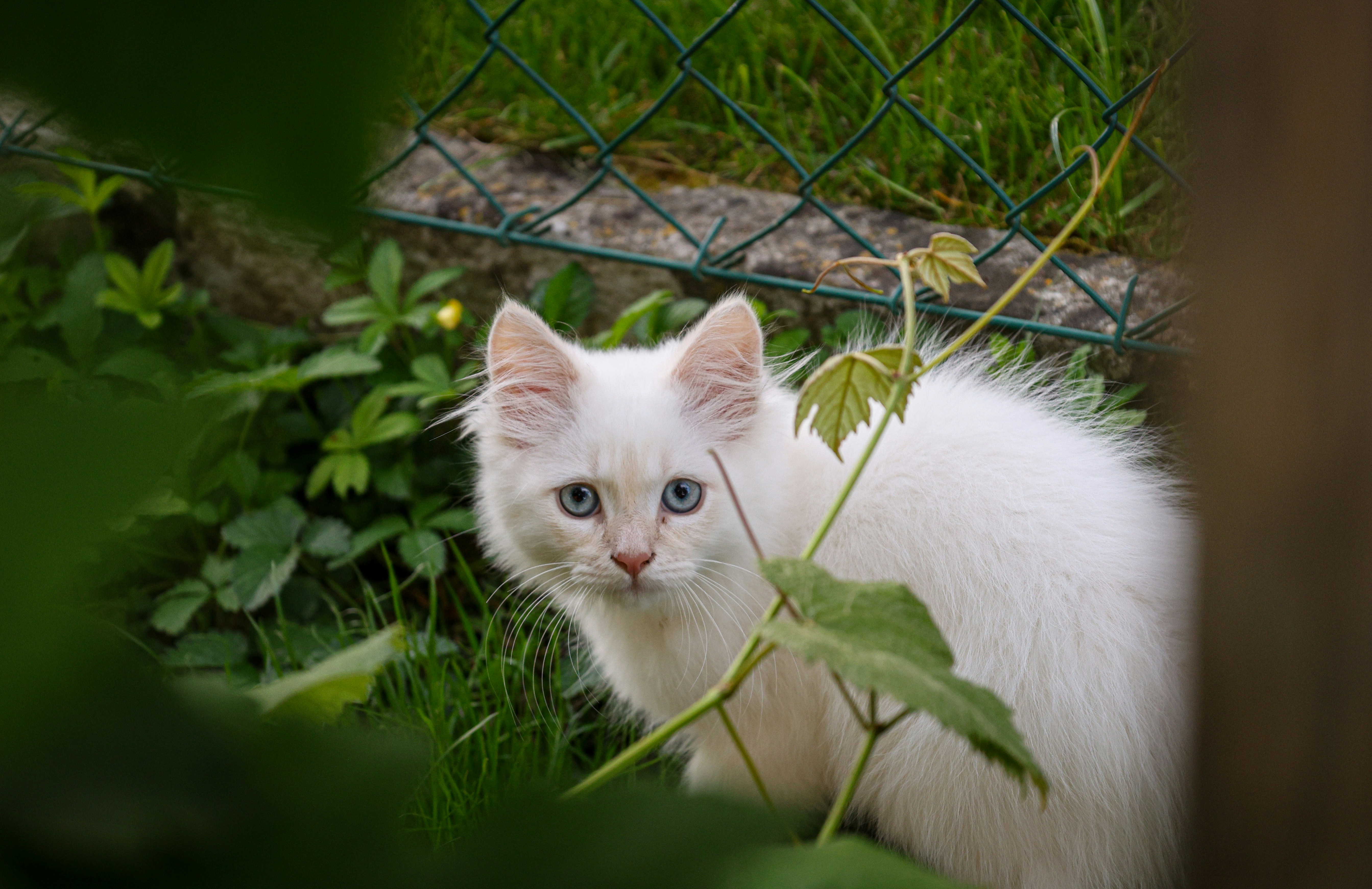 Whiskered Wonder in the Green