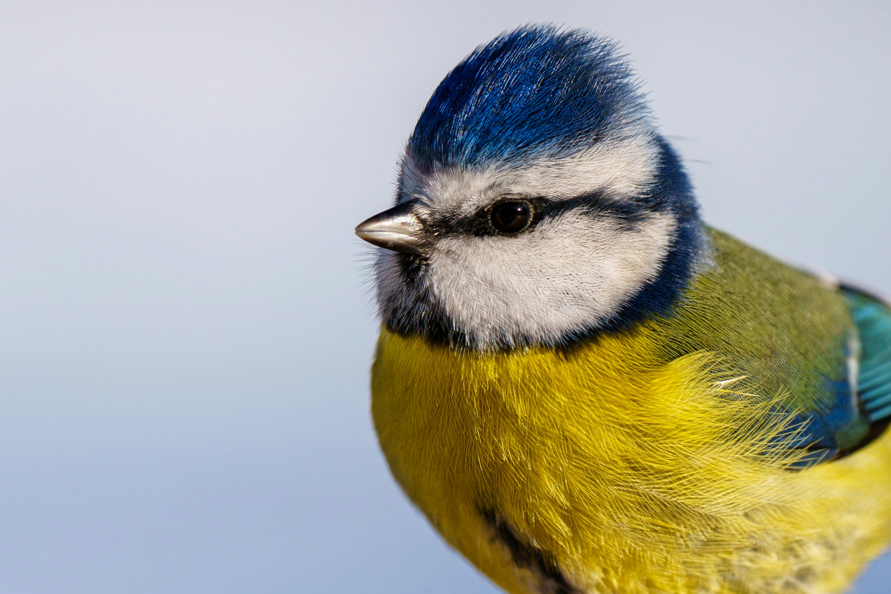 Photo by Paul Kenny McGrath with Sony Alpha 7 IV