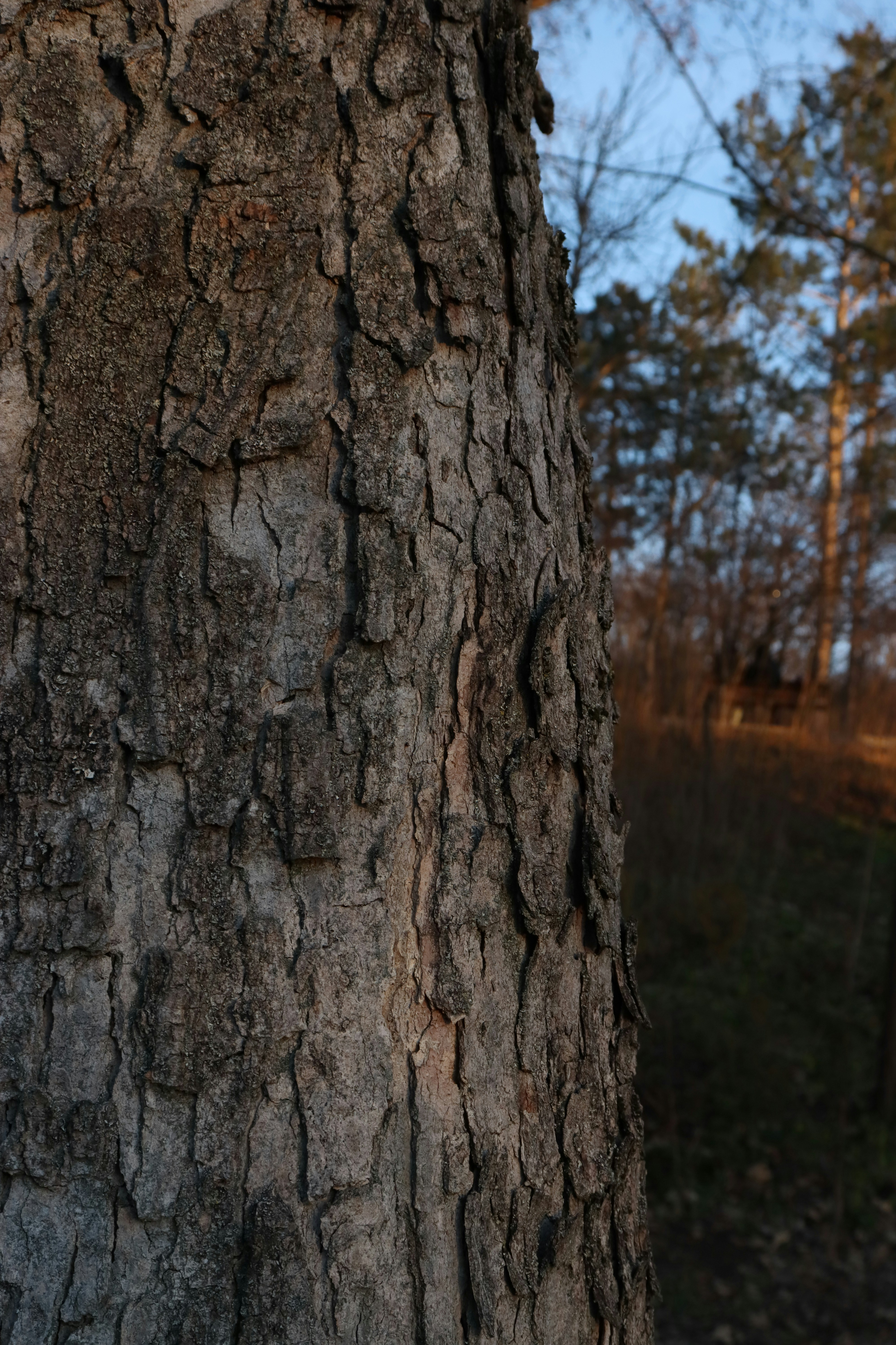 Rough Bark, Quiet Sunset