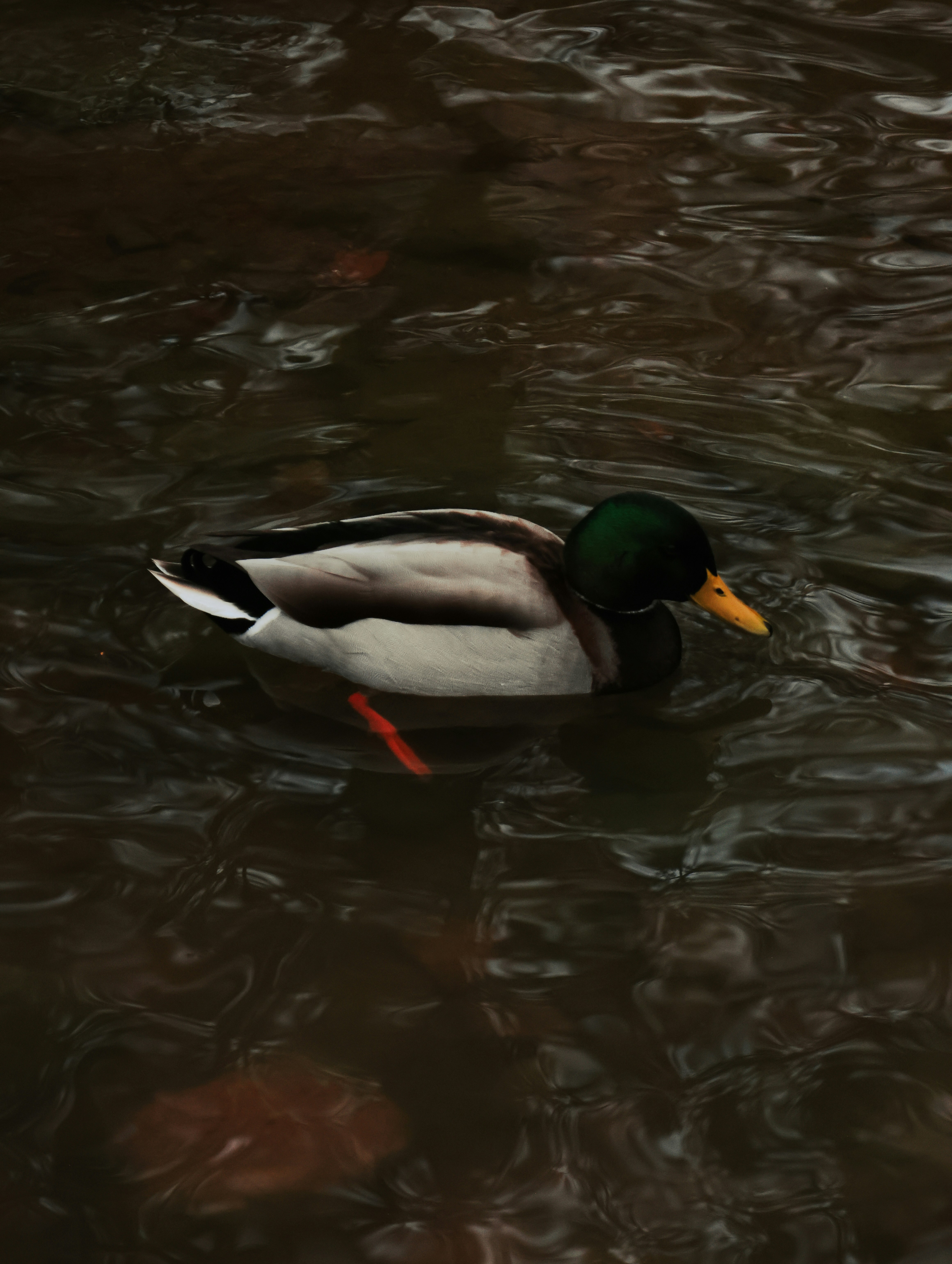 A duck floating on top of a body of water photo – Free Teal Image on ...