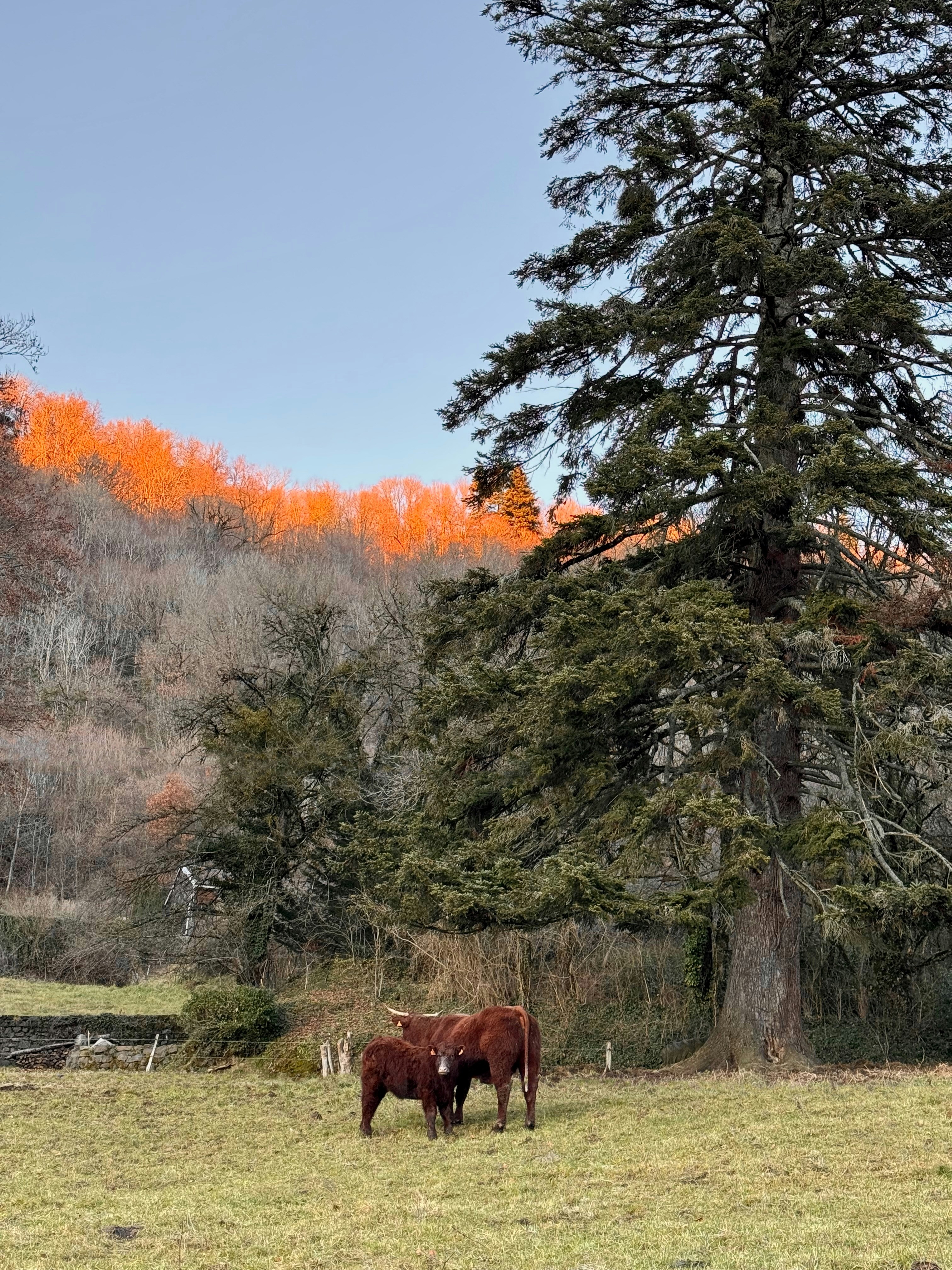 Photo by Cyril @cyrilczl with Apple iPhone 15 Pro Max